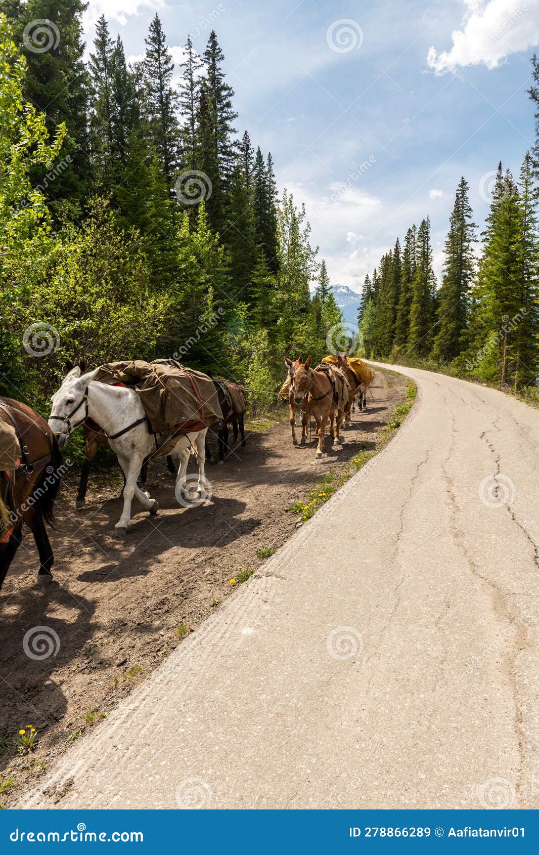 Mules with Saddles on a Roadside with Surrounding Trees in Banff Canada ...