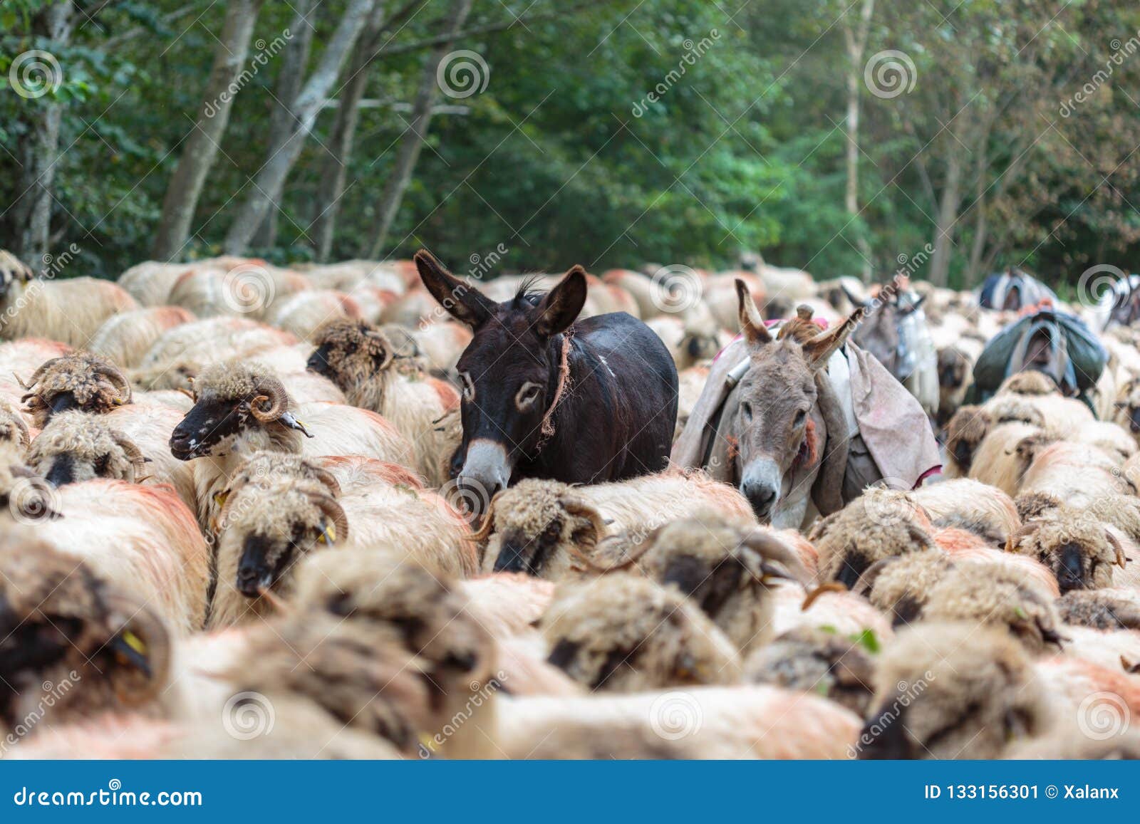 Mules and sheep stock image. Image of numerous, rural - 133156301