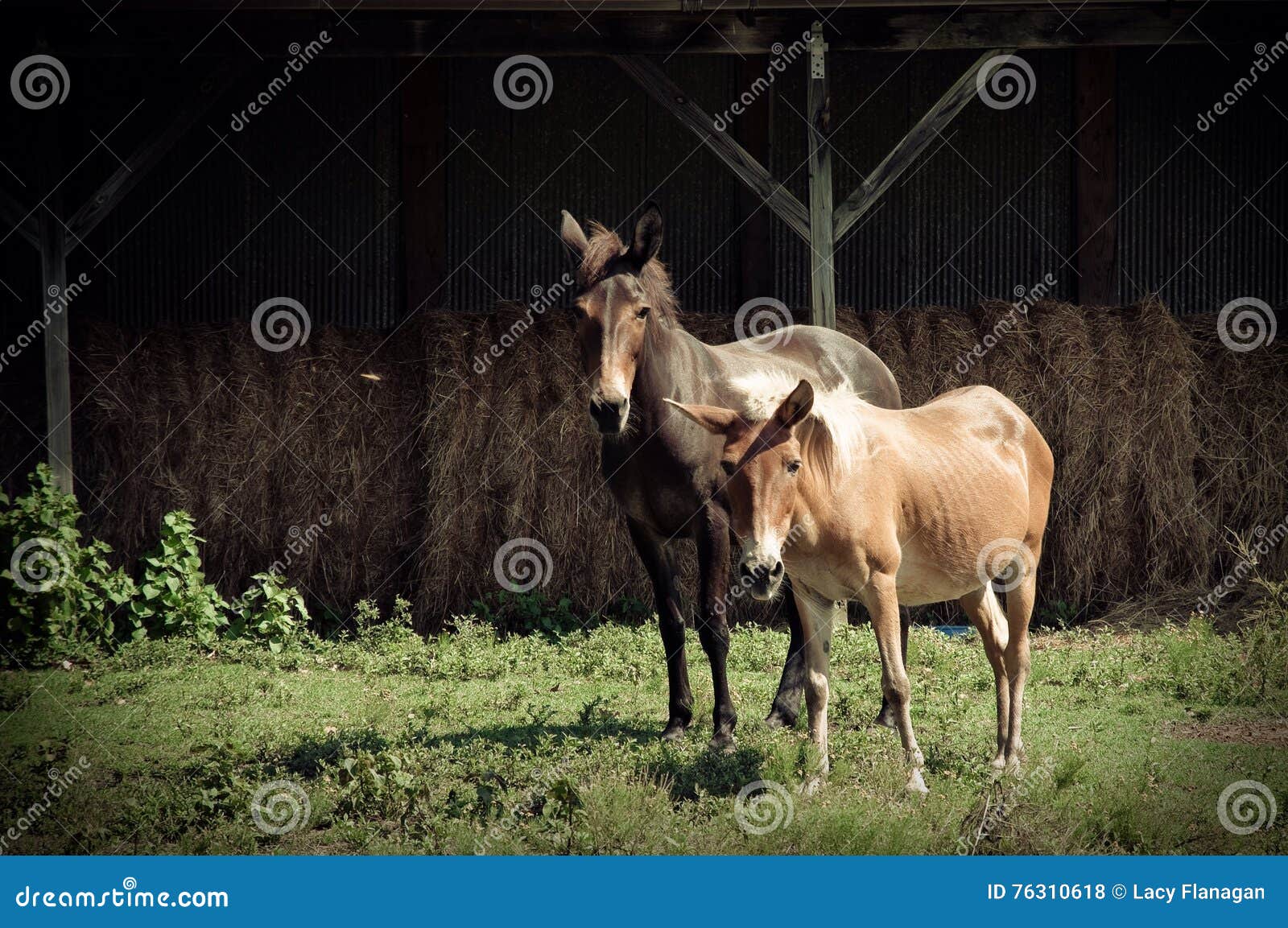 Mules stock photo. Image of mules, front, standing, barn - 76310618