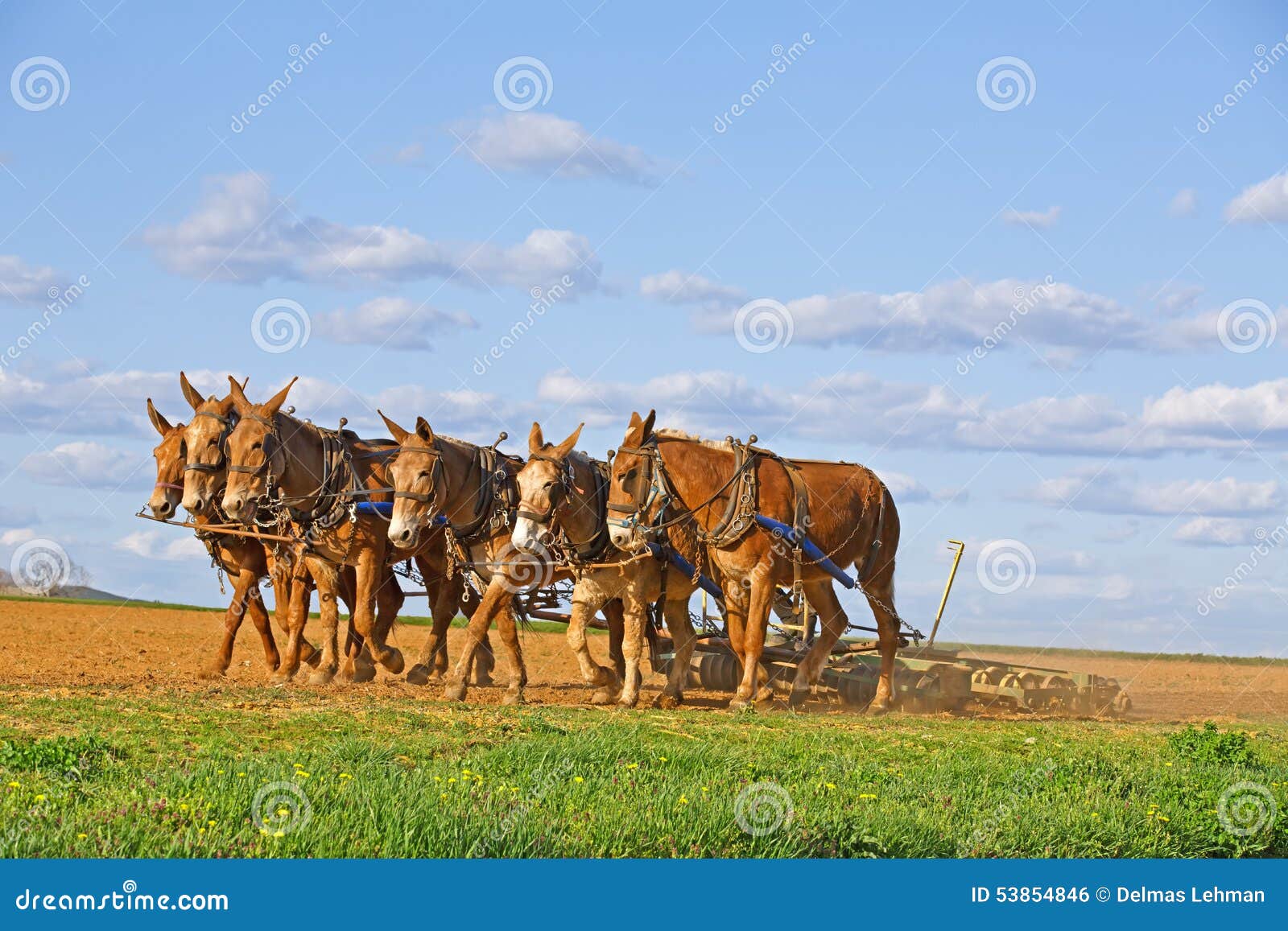 Mules Working on Amish Farm Stock Photo - Image of farming, countryside ...