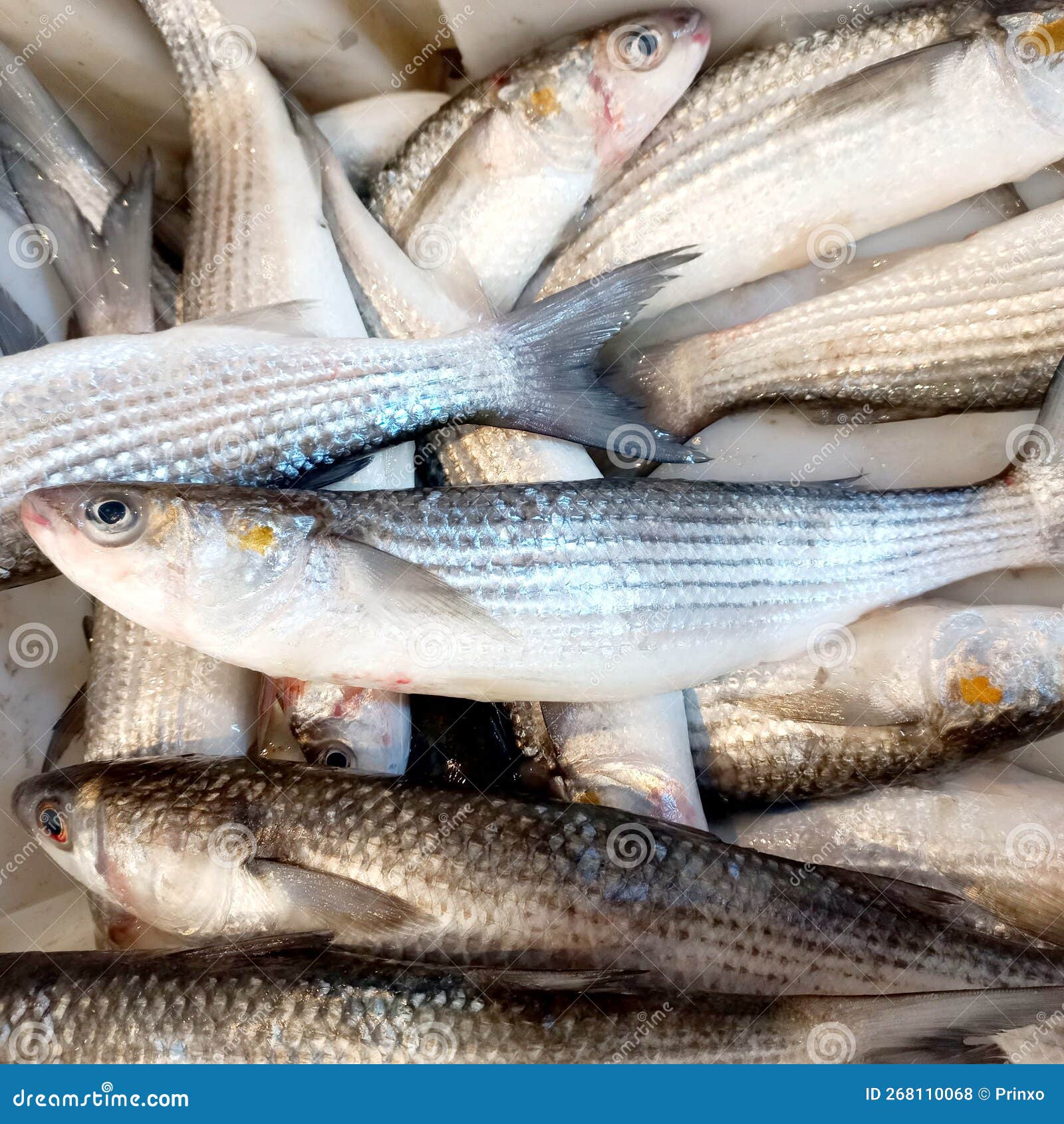 Mulet Doré - Chelon Auratus (Risso, 1810) Stock Photo - Image of chelon ...