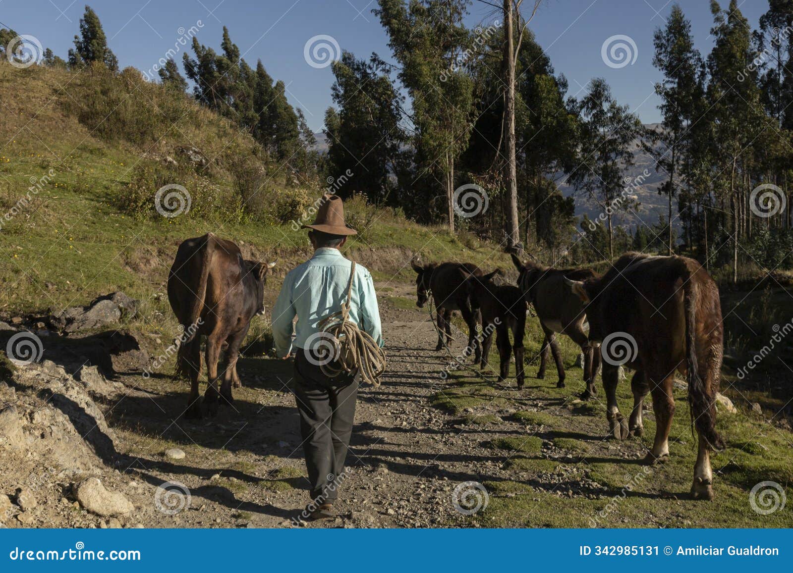 Muleteer Man Walking with His Animals, Rural Scene in Peru Stock Image ...