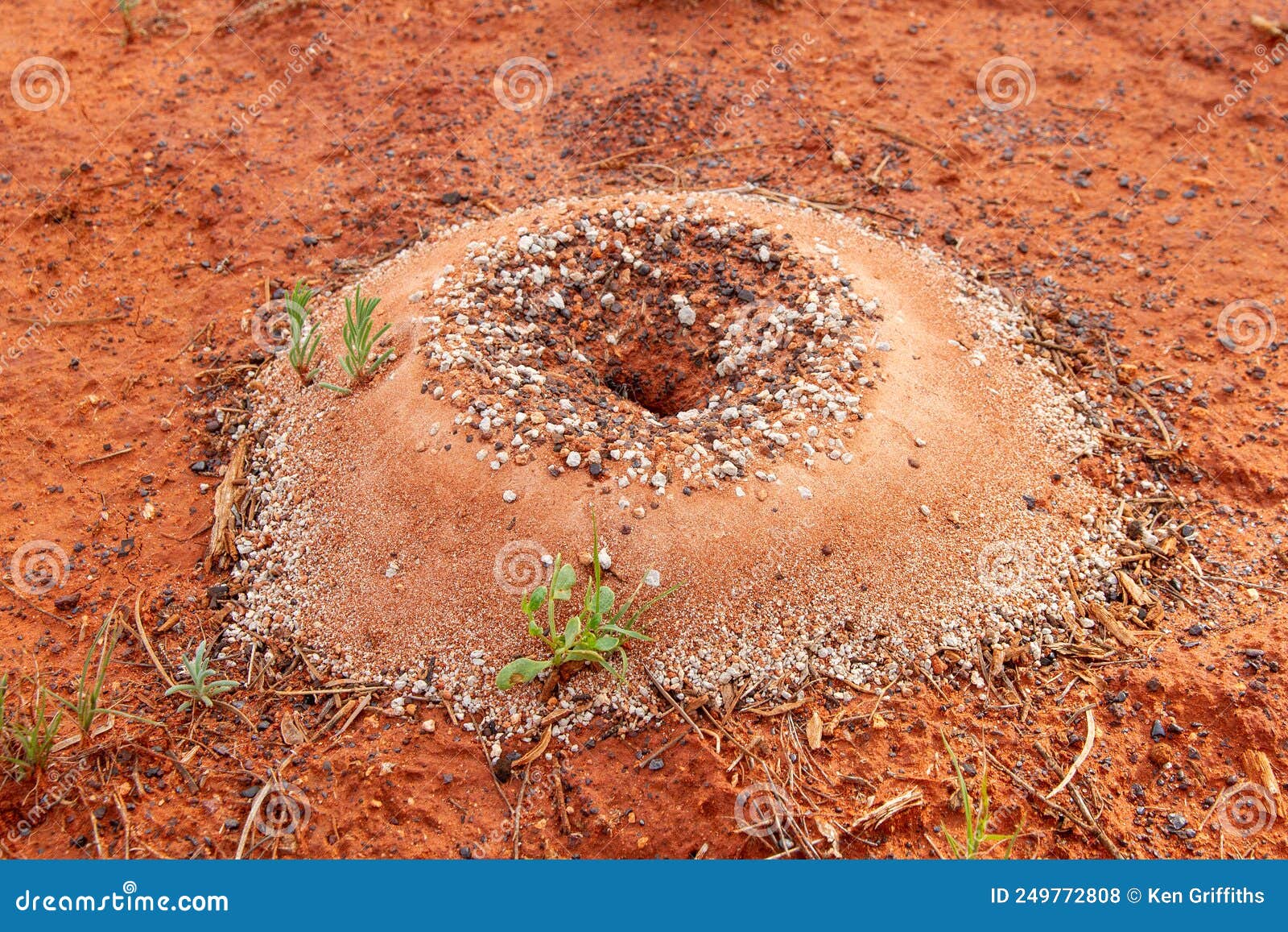 Mulga Ant stock photo. Image of desert, mulga, nature - 249772808