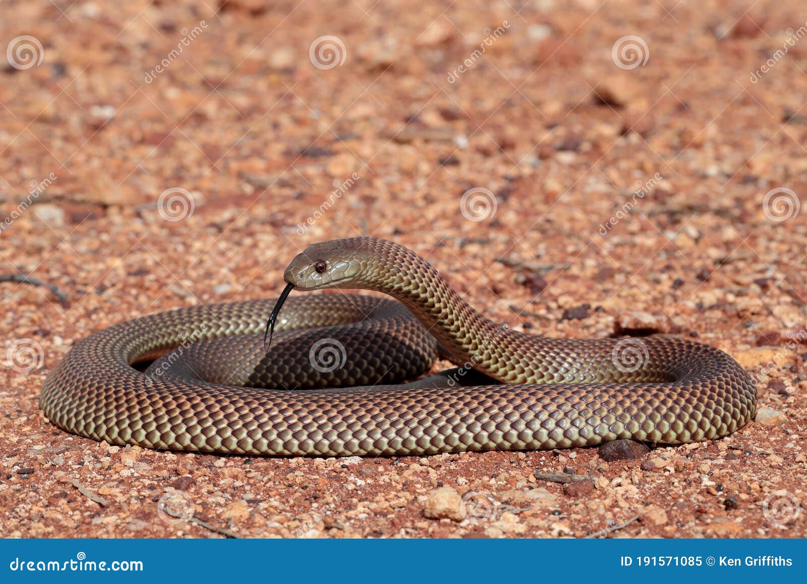 Mulga Snake stock image. Image of reptile, deadly, venomous - 191571085