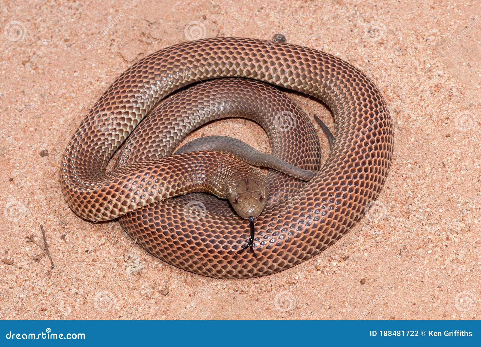 Mulga or King Brown Snake stock photo. Image of australian - 188481722