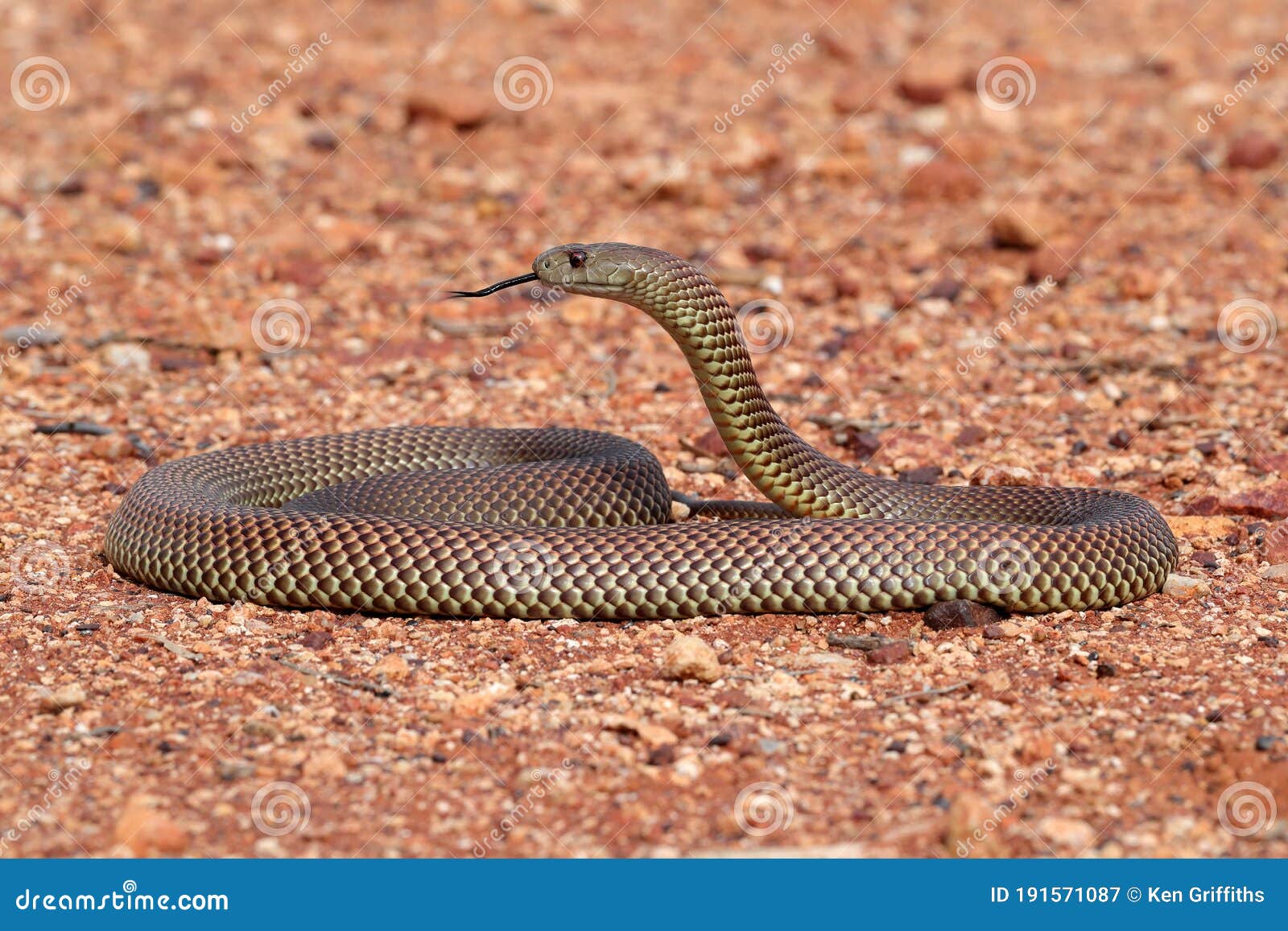Mulga Snake stock image. Image of mulga, pseudechis - 191571087