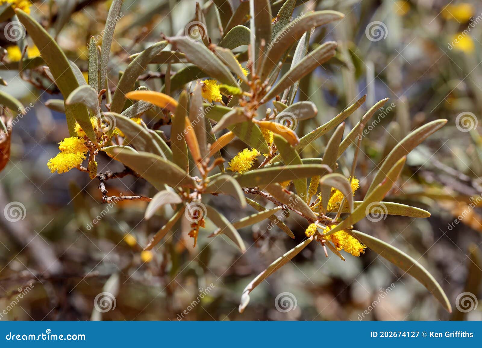 Mulga Tree in flower stock image. Image of flower, acacia - 202674127