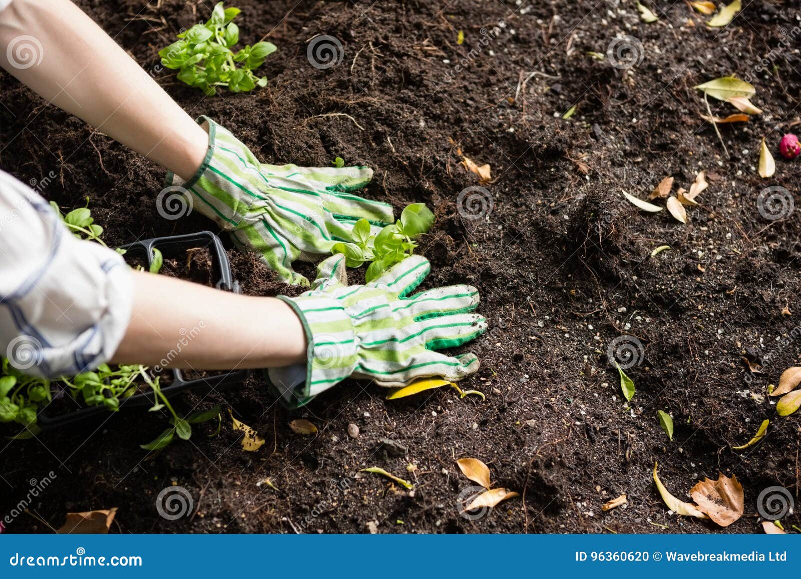 Mulher Que Planta a Planta Nova No Solo Foto de Stock - Imagem de vida ...