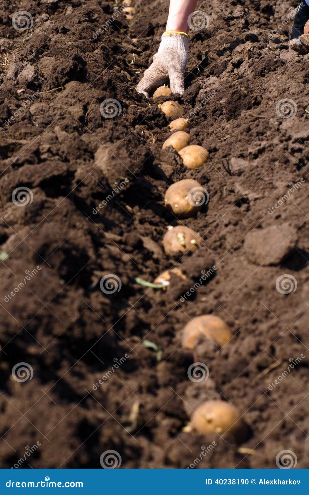 Mulheres Que Semeiam a Batata, Semeando O Processo. Foto de Stock ...