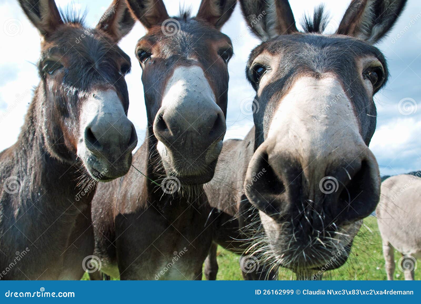 Muli divertenti immagine stock. Immagine di mammiferi - 26162999