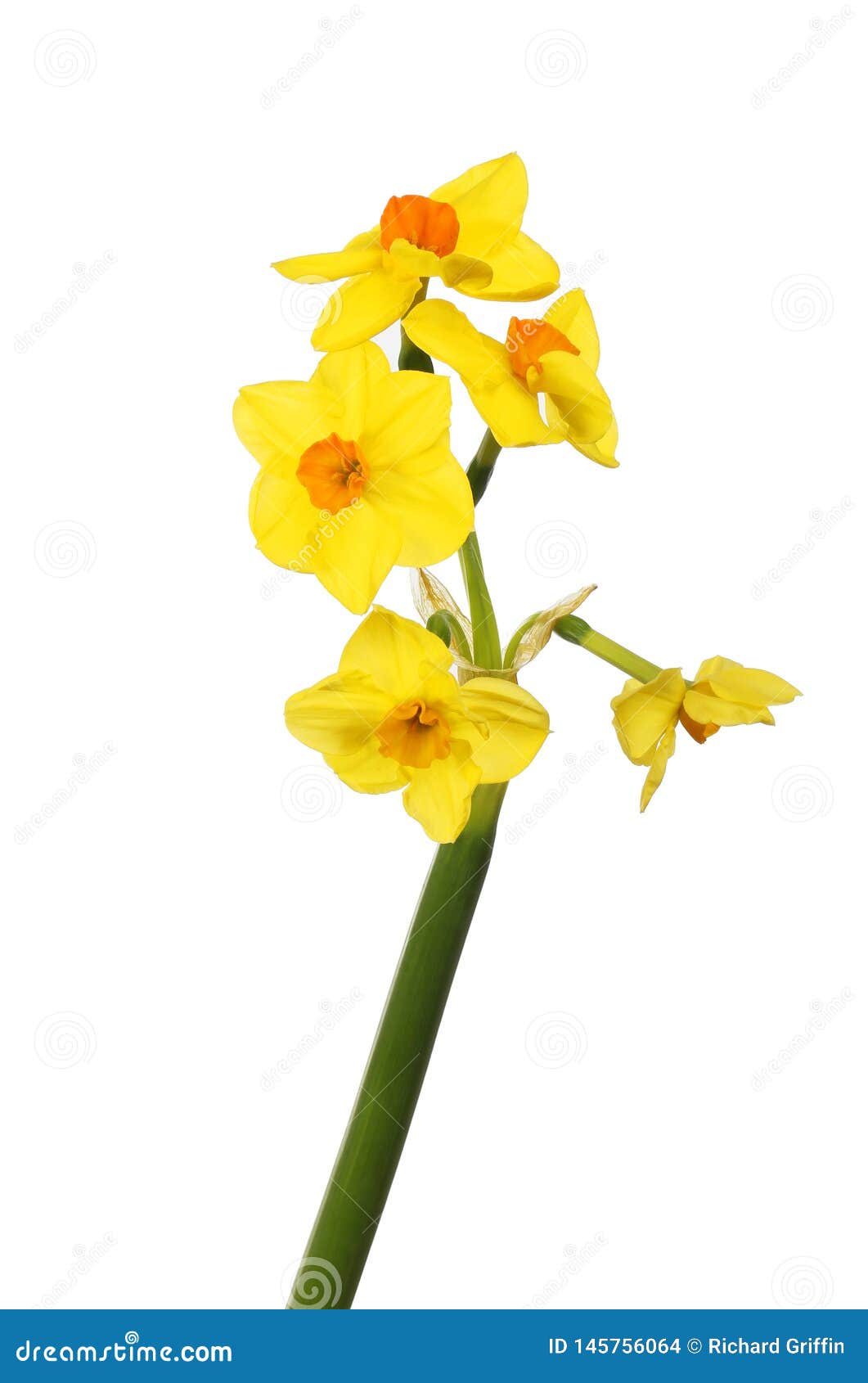 Muli head narcissus stock photo. Image of stalk, golden - 145756064