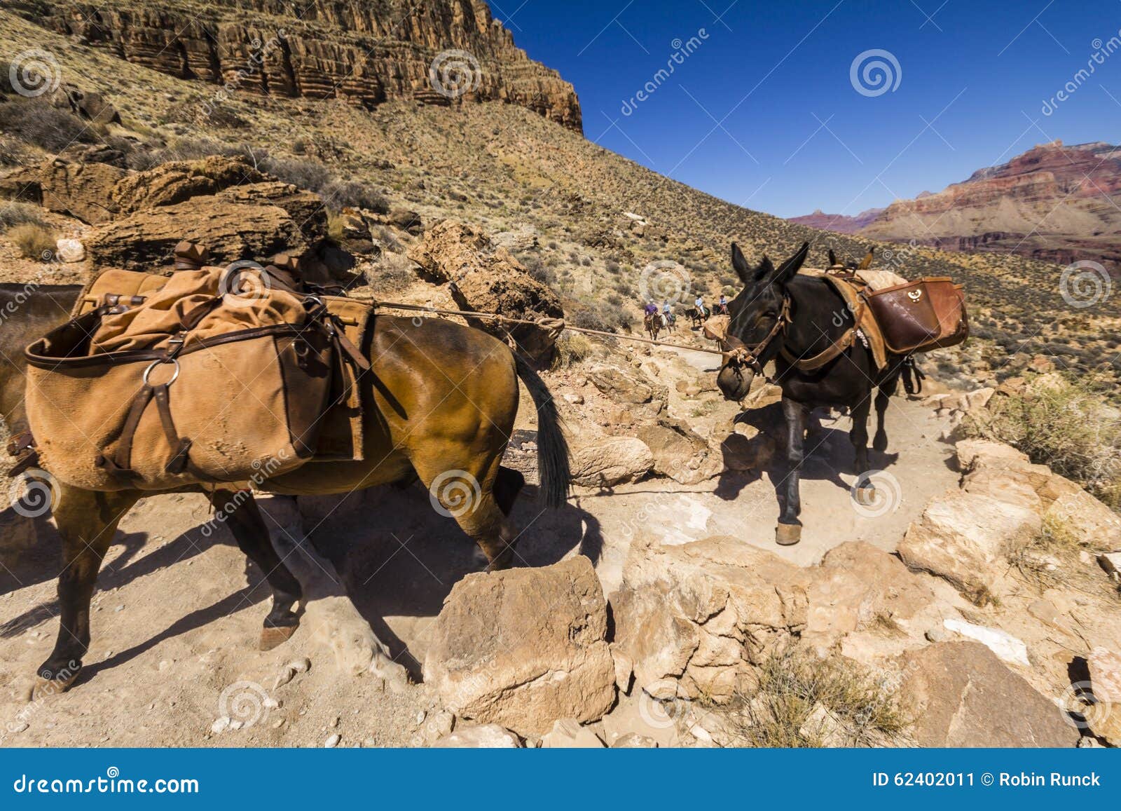 Mules on Grand Canyon Trail Stock Image - Image of ranch, adult: 62402011