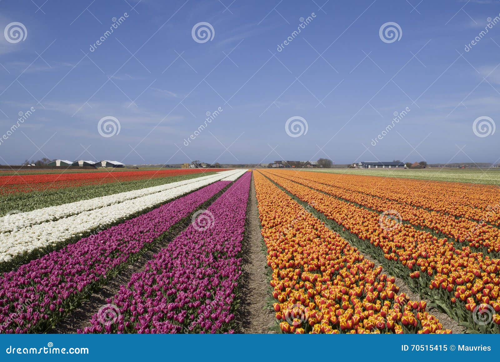 Mulitcolored Dutch Flower Fields in Spring Stock Image - Image of ...