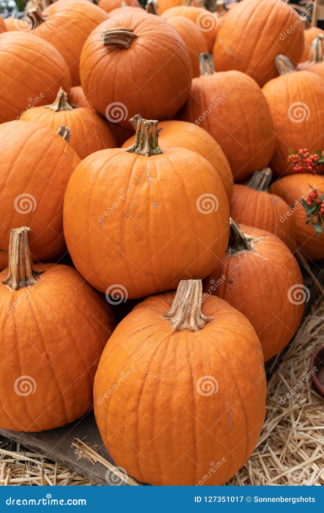 Multiple Pumpkins Placed on Hay Stock Image - Image of halloween ...