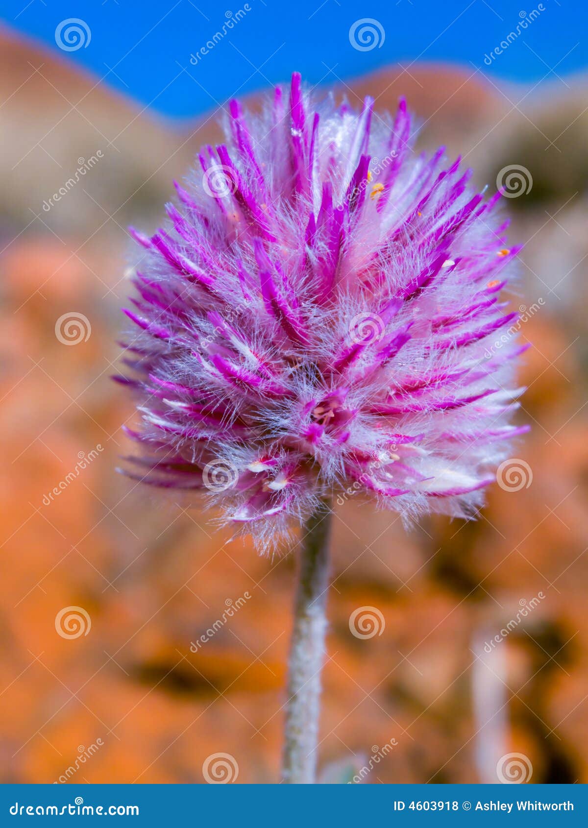 Mulla Mulla stock photo. Image of australia, pink, outdoors - 4603918