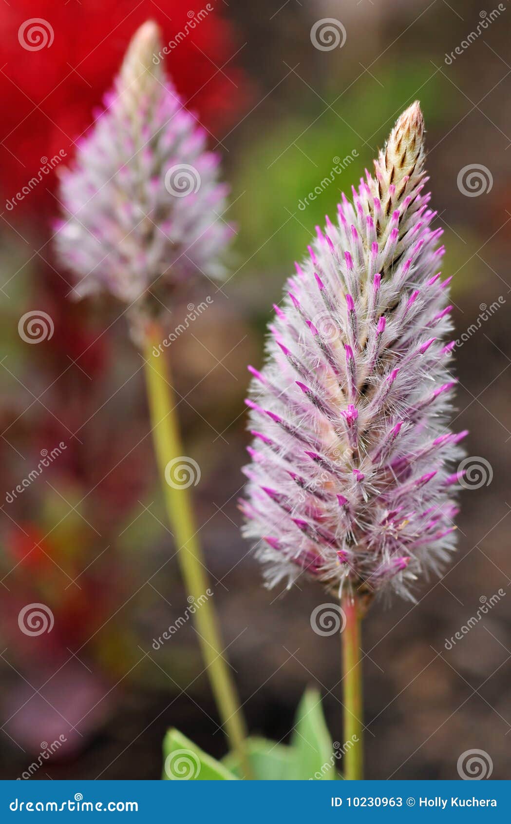 Mulla Mulla (exaltatus De Ptilotus) Imagem de Stock - Imagem de detalhe ...