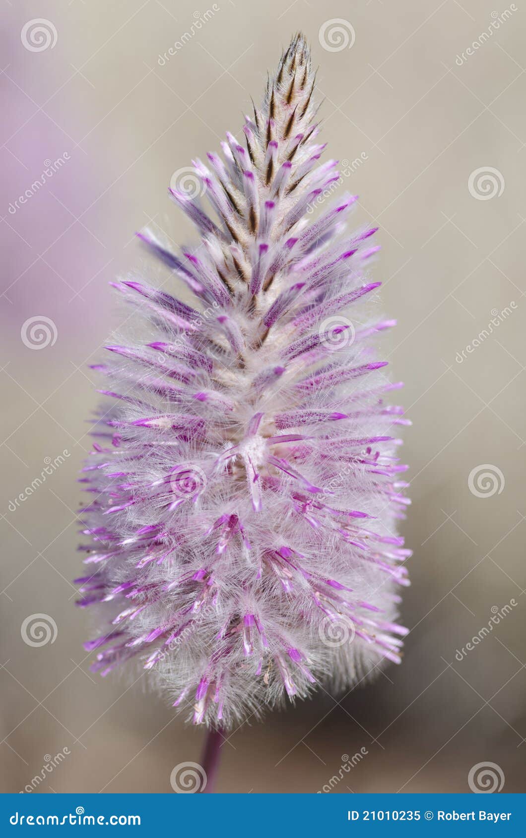Mulla Mulla Wildflower Australia Stock Image - Image of germination ...