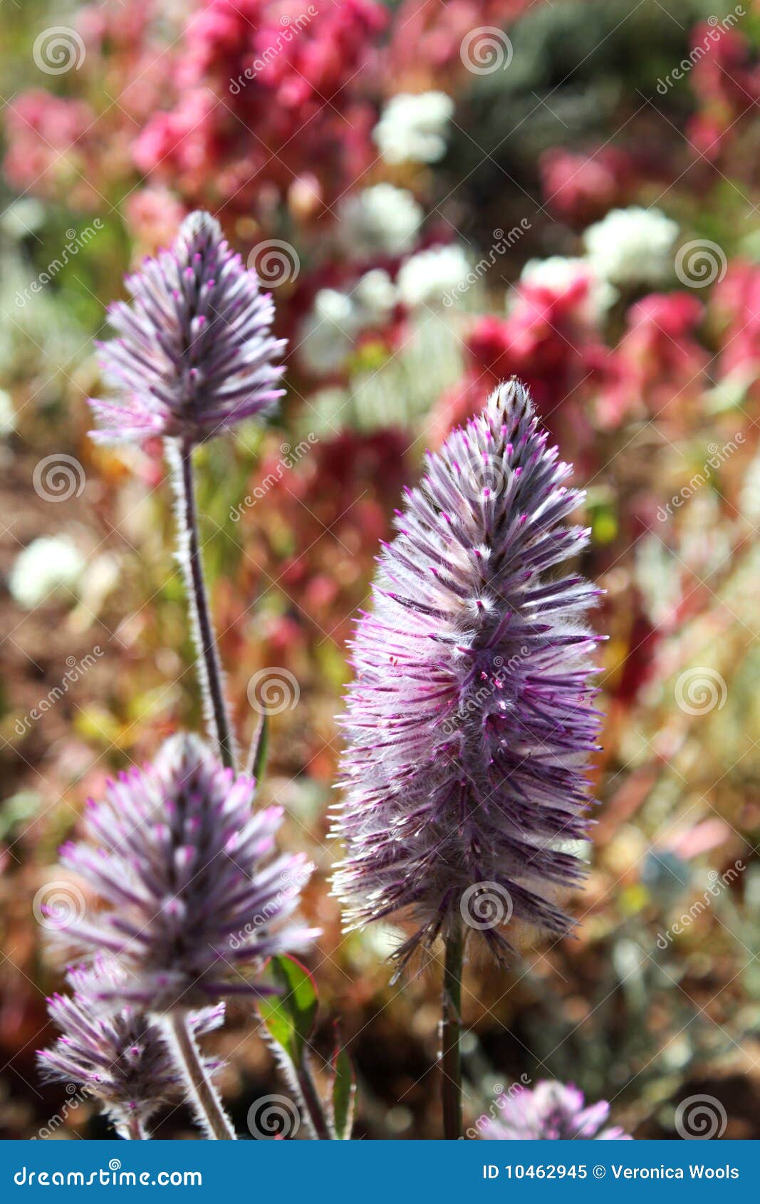Mulla Mulla Wildflowers stock image. Image of ptilotus - 10462945