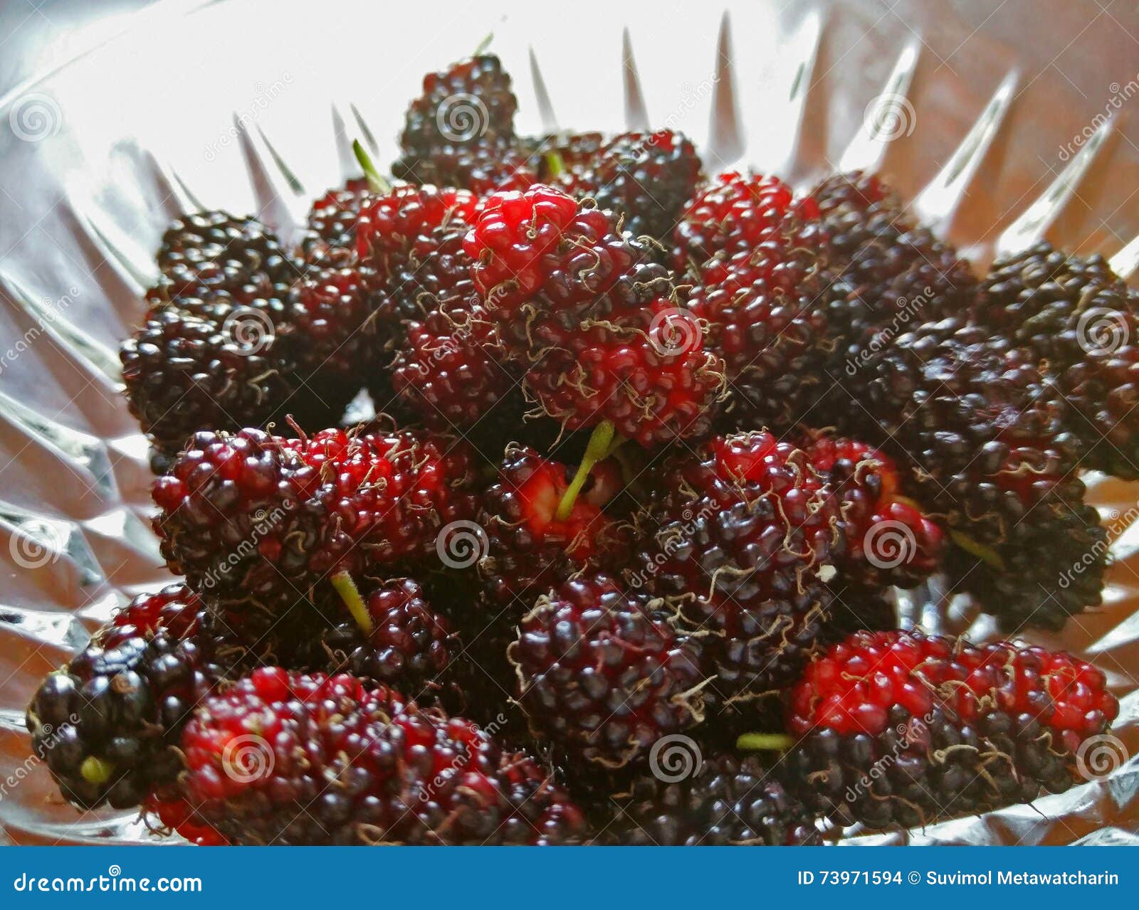 Mullberry in the cup stock photo. Image of harvest, thaifruit - 73971594