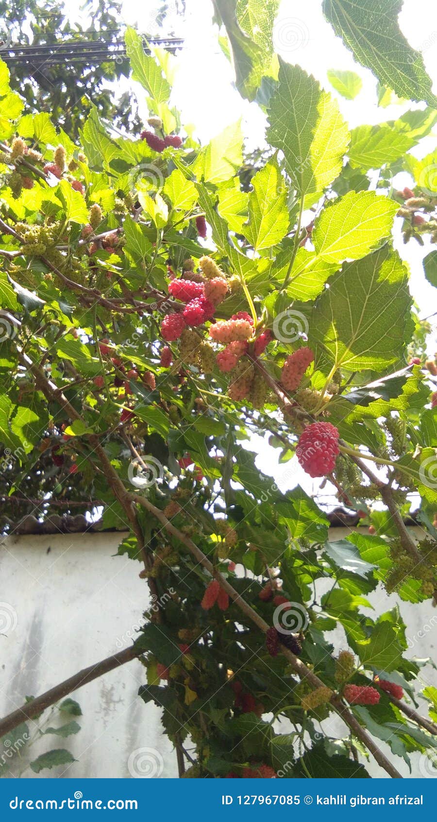 Mullberry Trees stock image. Image of berry, food, mullberry - 127967085