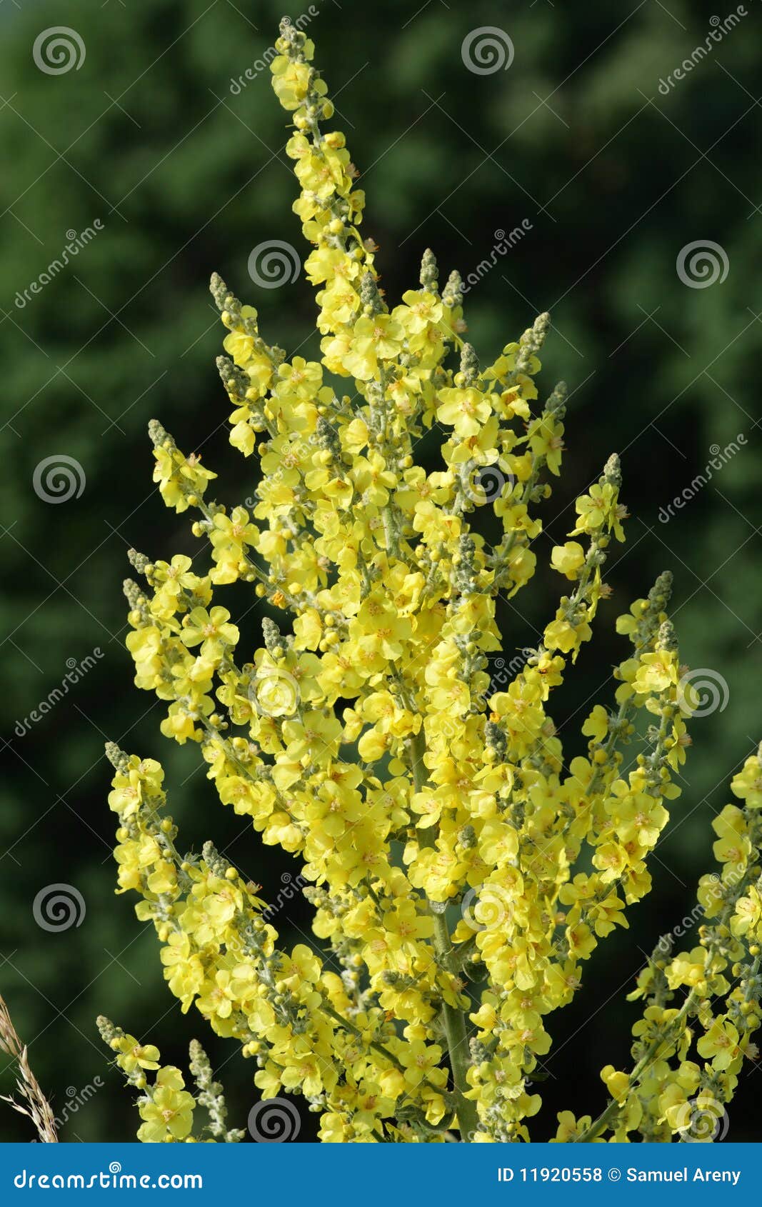 Mullein stock photo. Image of mullein, wort, biodiversity - 11920558
