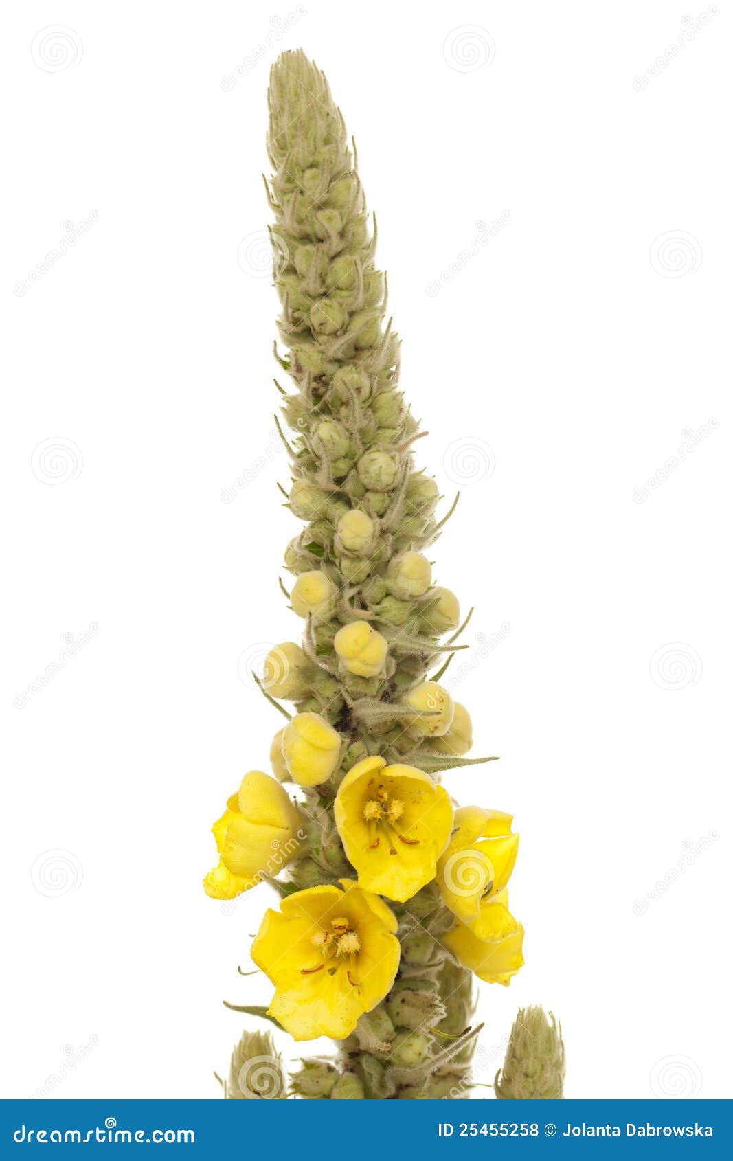 Mullein stock photo. Image of macro, mullein, plant, wild - 25455258