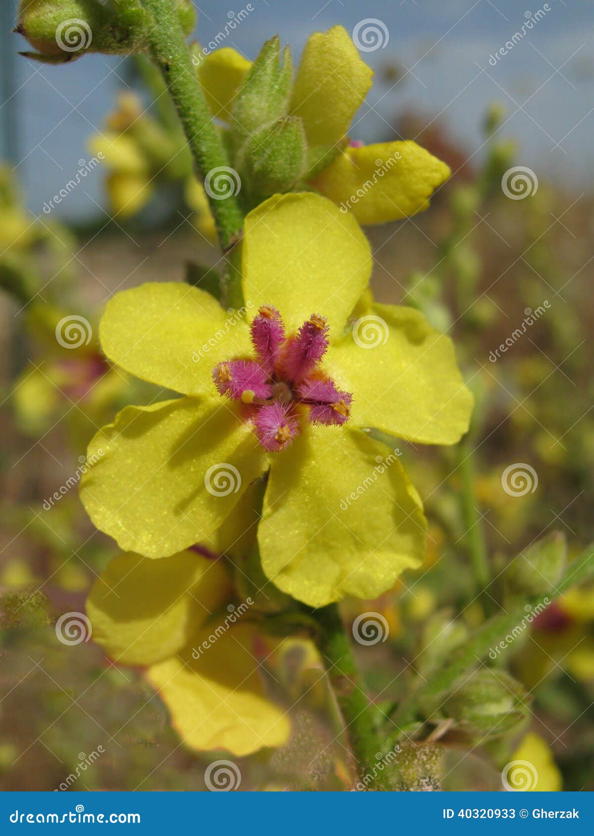 Mullein flowers stock image. Image of flower, blossom - 40320933