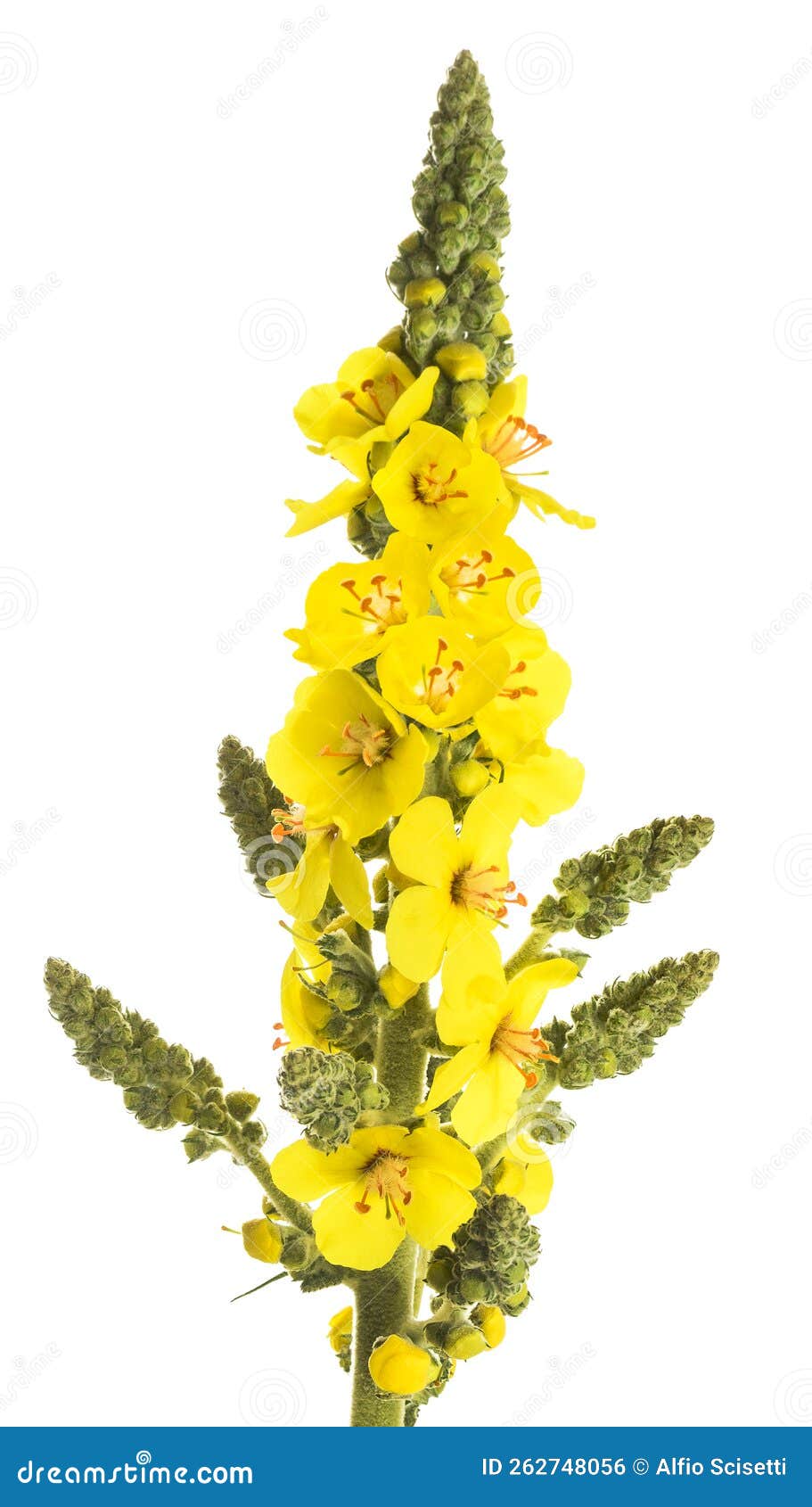 Mullein flowers stock photo. Image of head, wildflower - 262748056