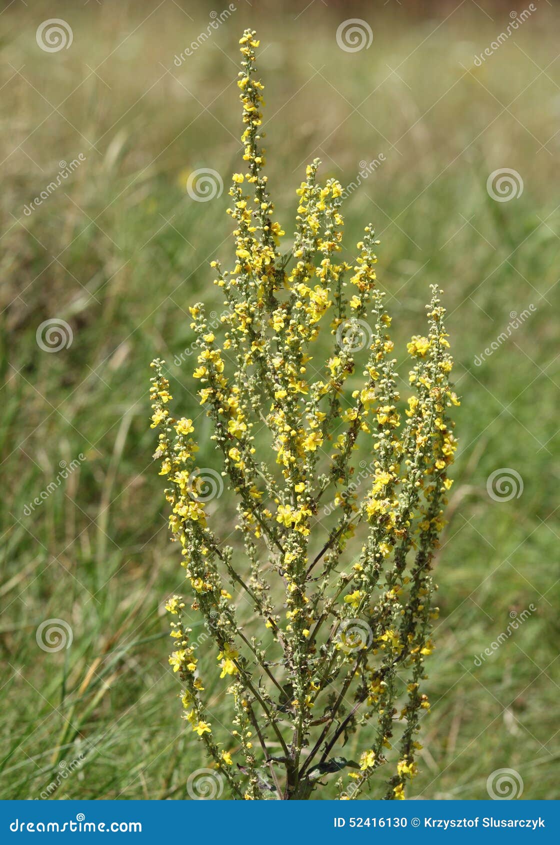 Mullein stock photo. Image of wildflower, flowers, green - 52416130
