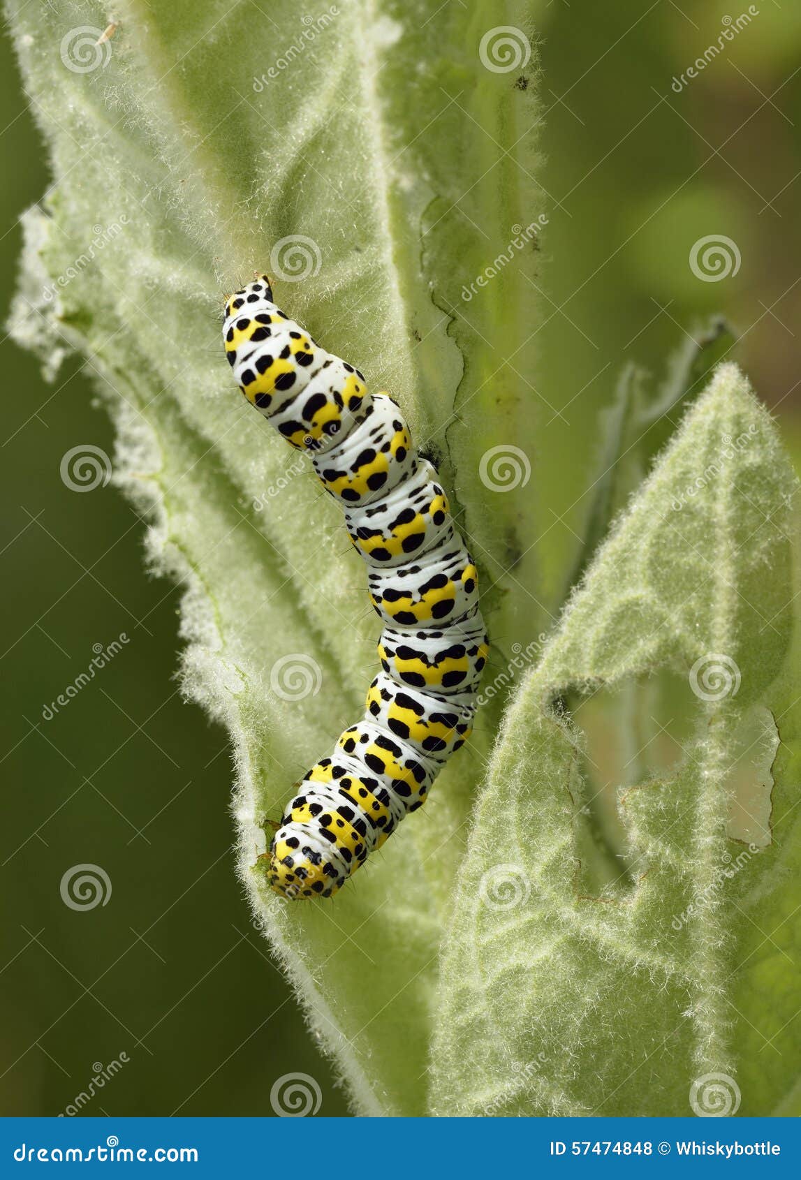 Mullein Moth Caterpillar stock photo. Image of white - 57474848