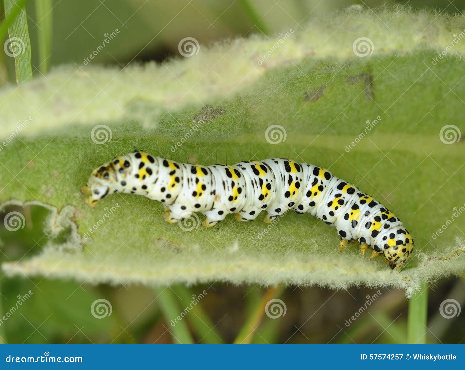 Mullein Moth Caterpillar stock image. Image of grassland - 57574257