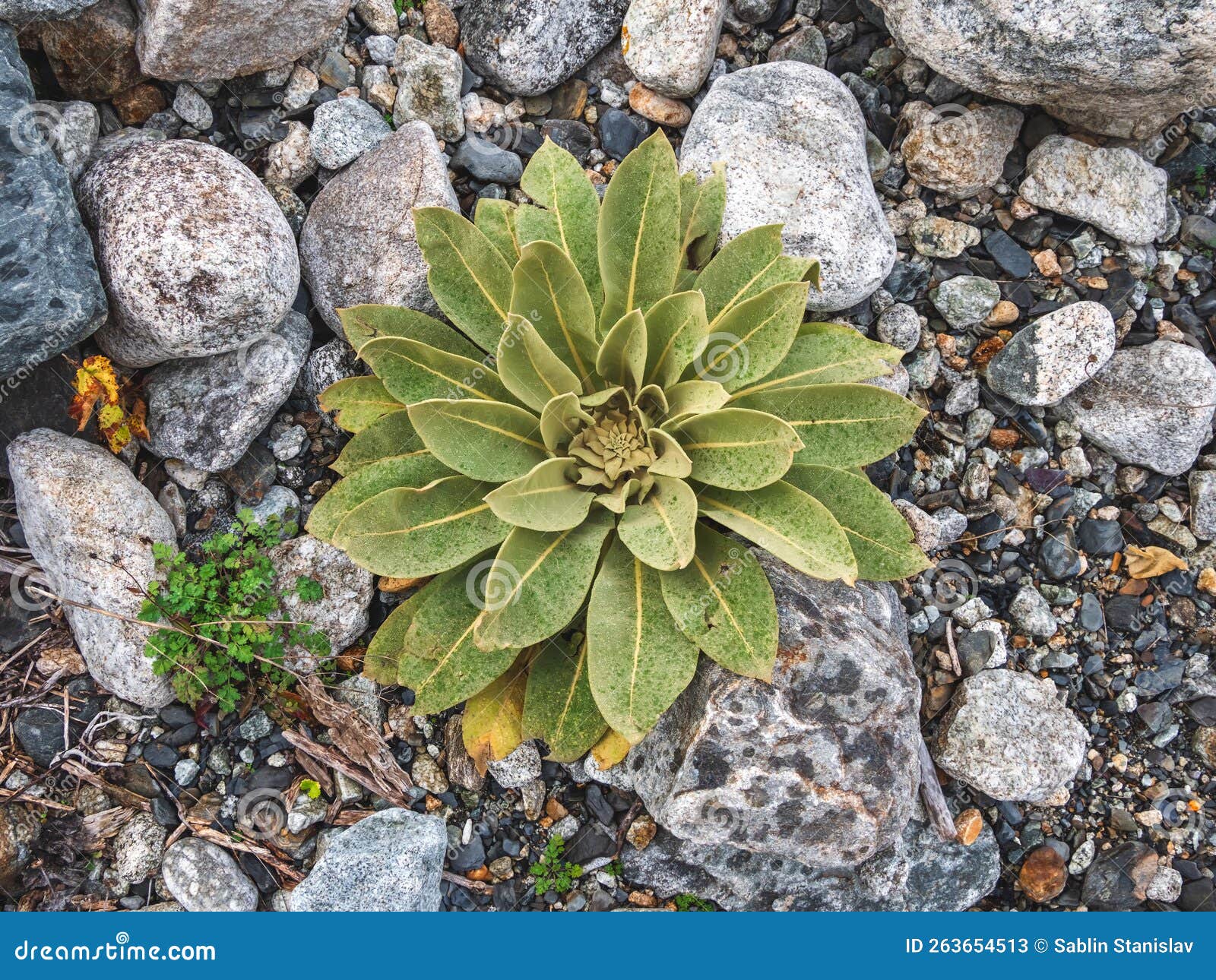 Mullein Plant in Its First Year, Top View Stock Image - Image of herb ...