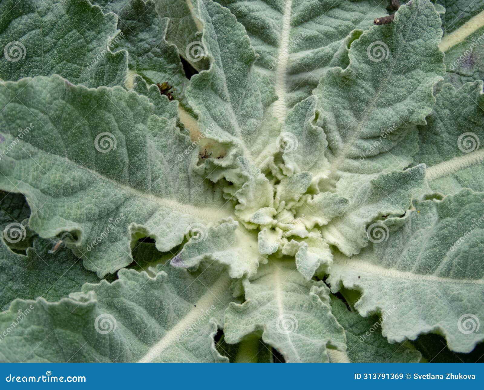 Mullein or Verbascum Leaves Rosette Stock Image - Image of rosette ...