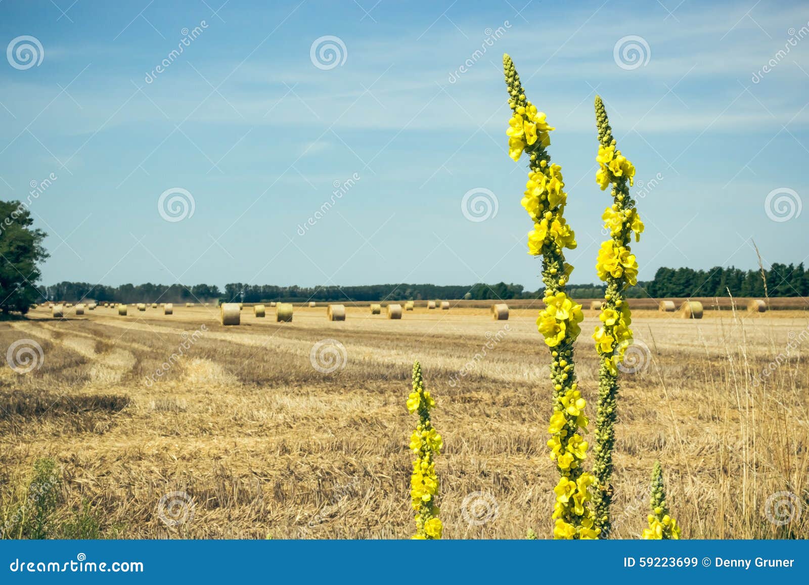 Mullein on the sidelines stock image. Image of nature - 59223699