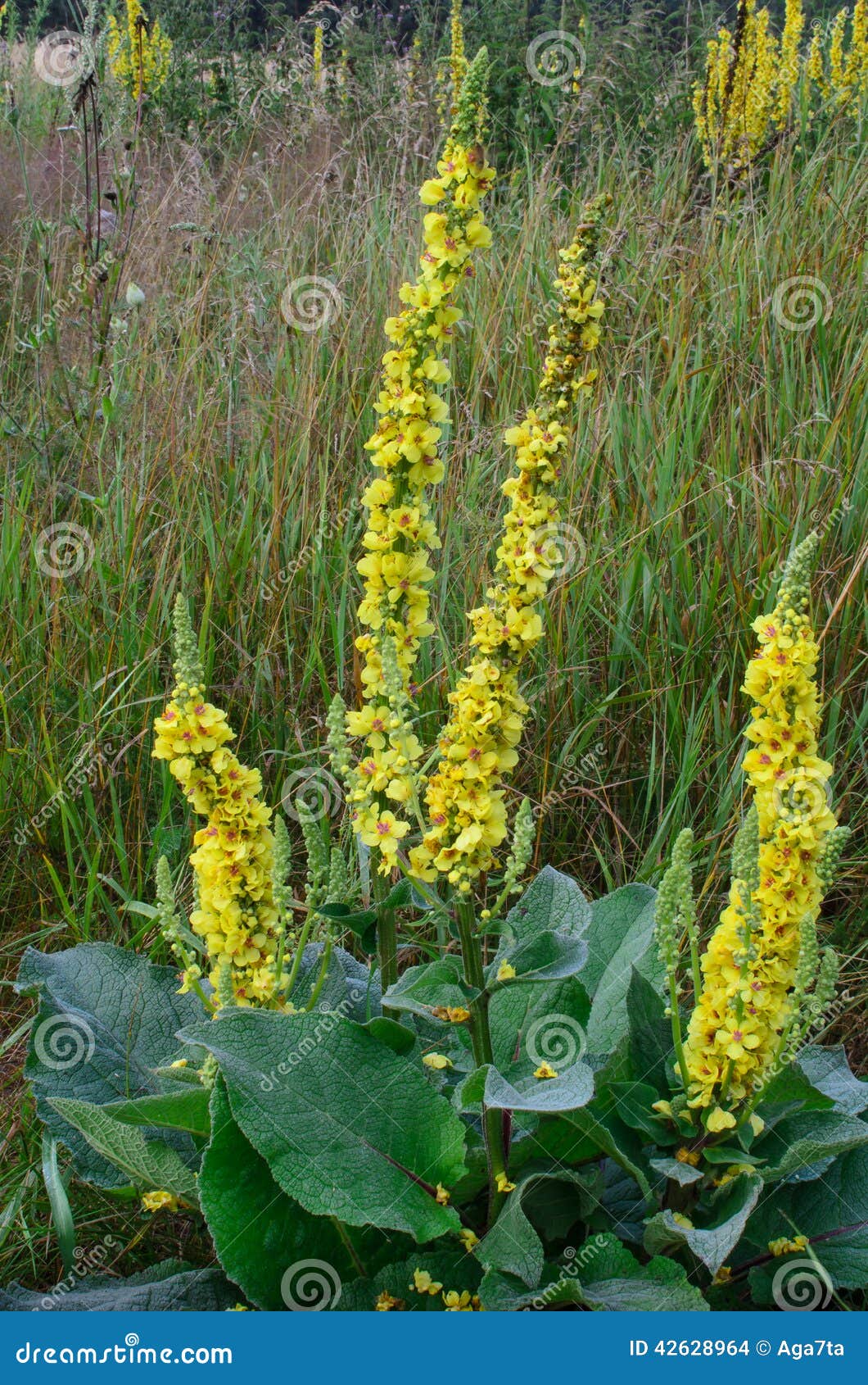 Mullein , velvet plant stock photo. Image of season, forest - 42628964