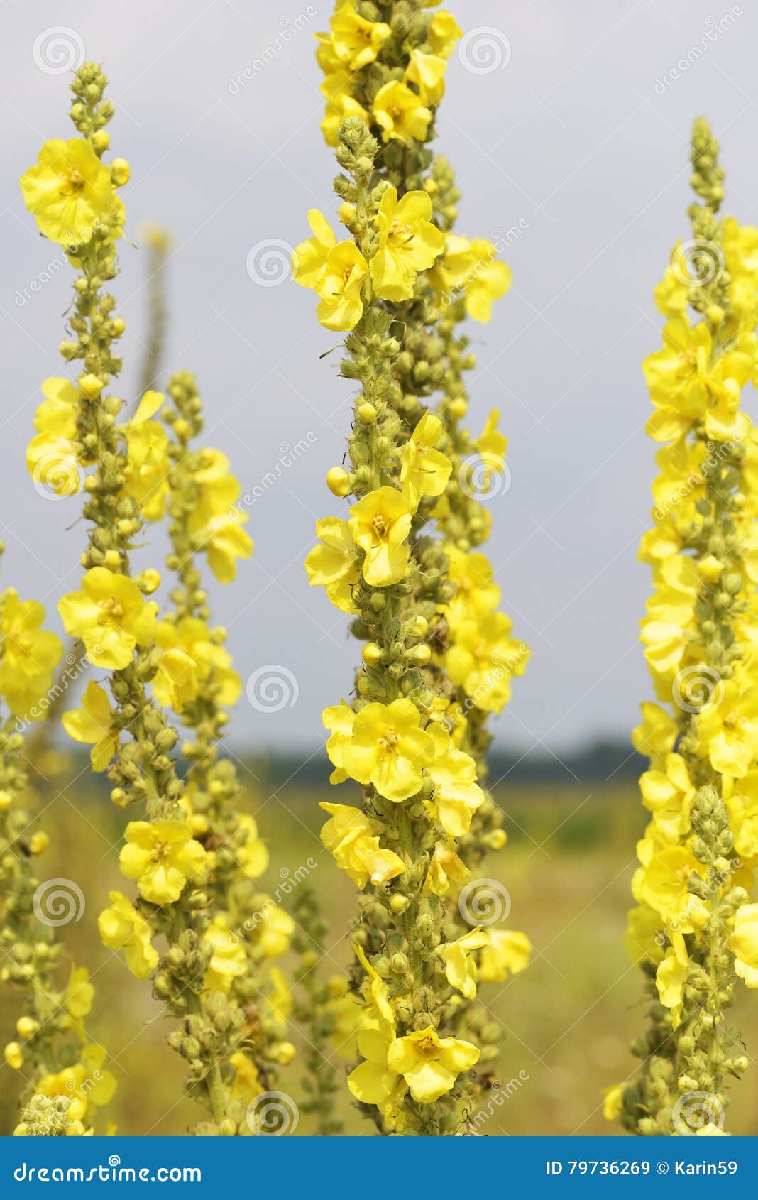 Mullein stock image. Image of yellow, opend, verbascum - 79736269