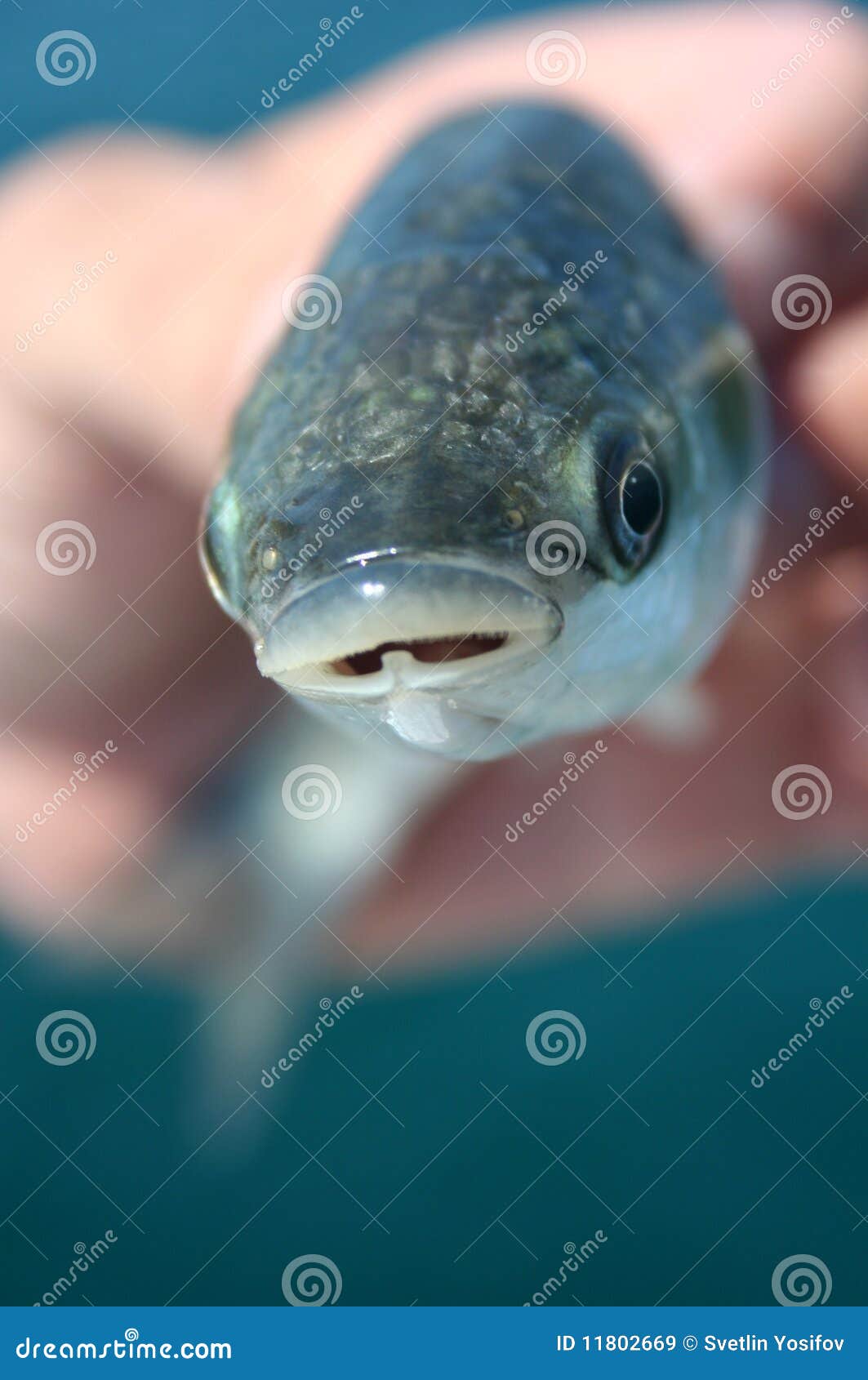Mullet. stock image. Image of food, pile, macro, fish - 11802669