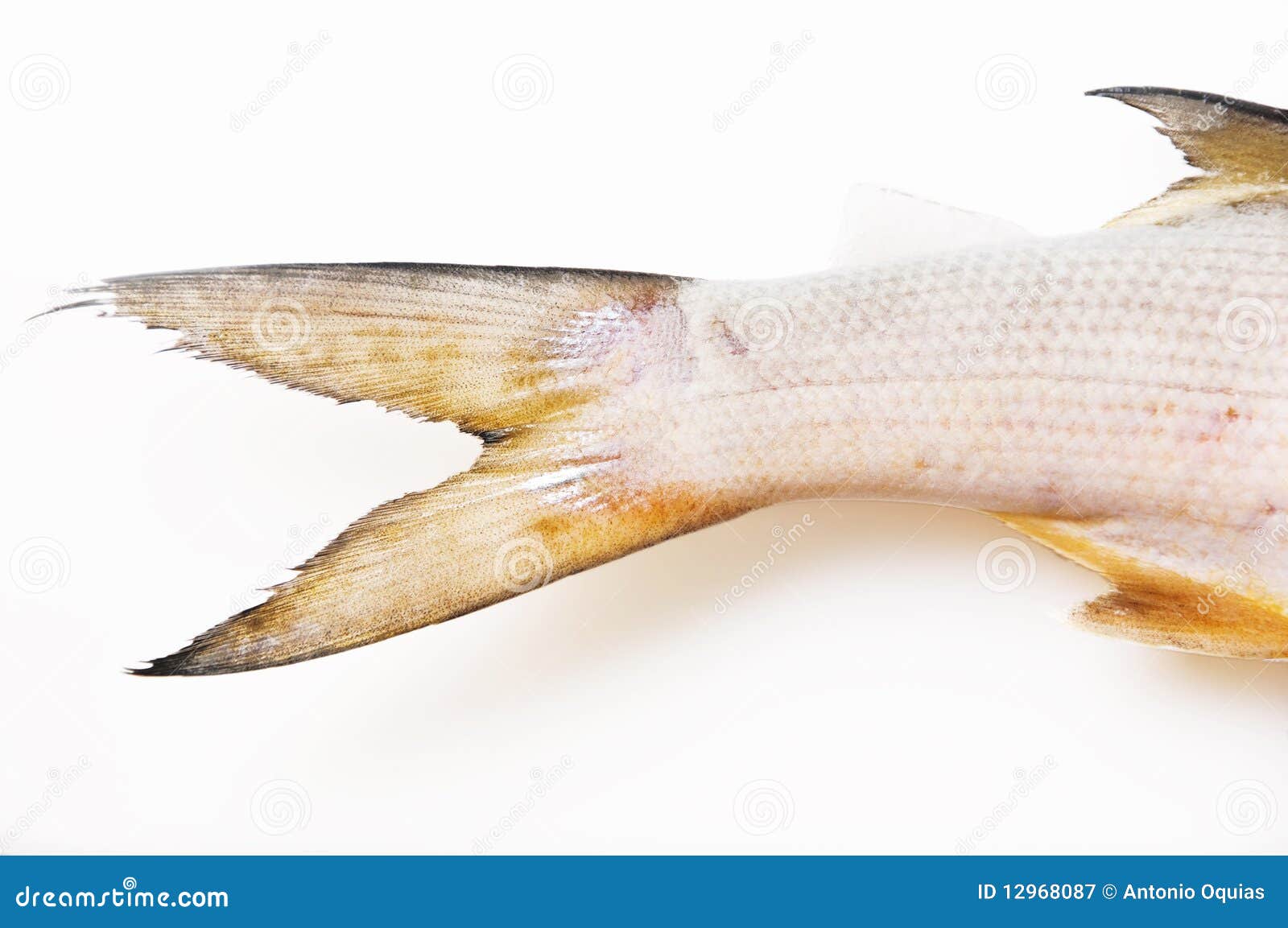 Mullet stock image. Image of cuisine, dish, meal, meat - 12968087