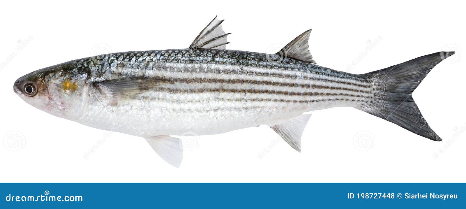 Mullet Loban (scientific Name Mugil Cephalus) Is A Species Of Marine ...