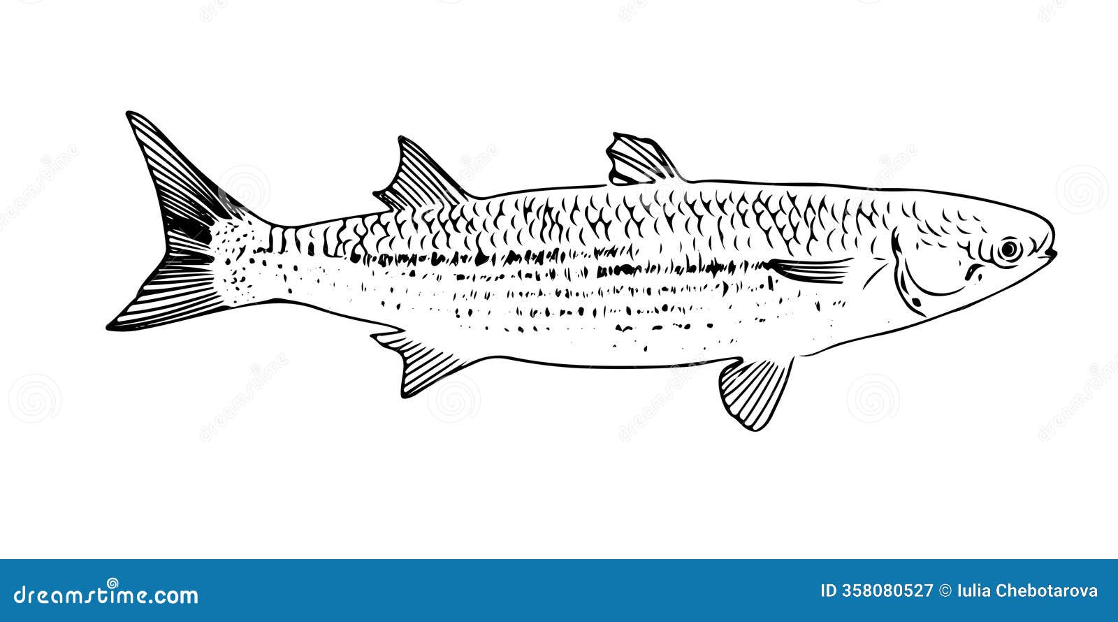 Red Mullet. Fish Cartoon Vector | CartoonDealer.com #94091085