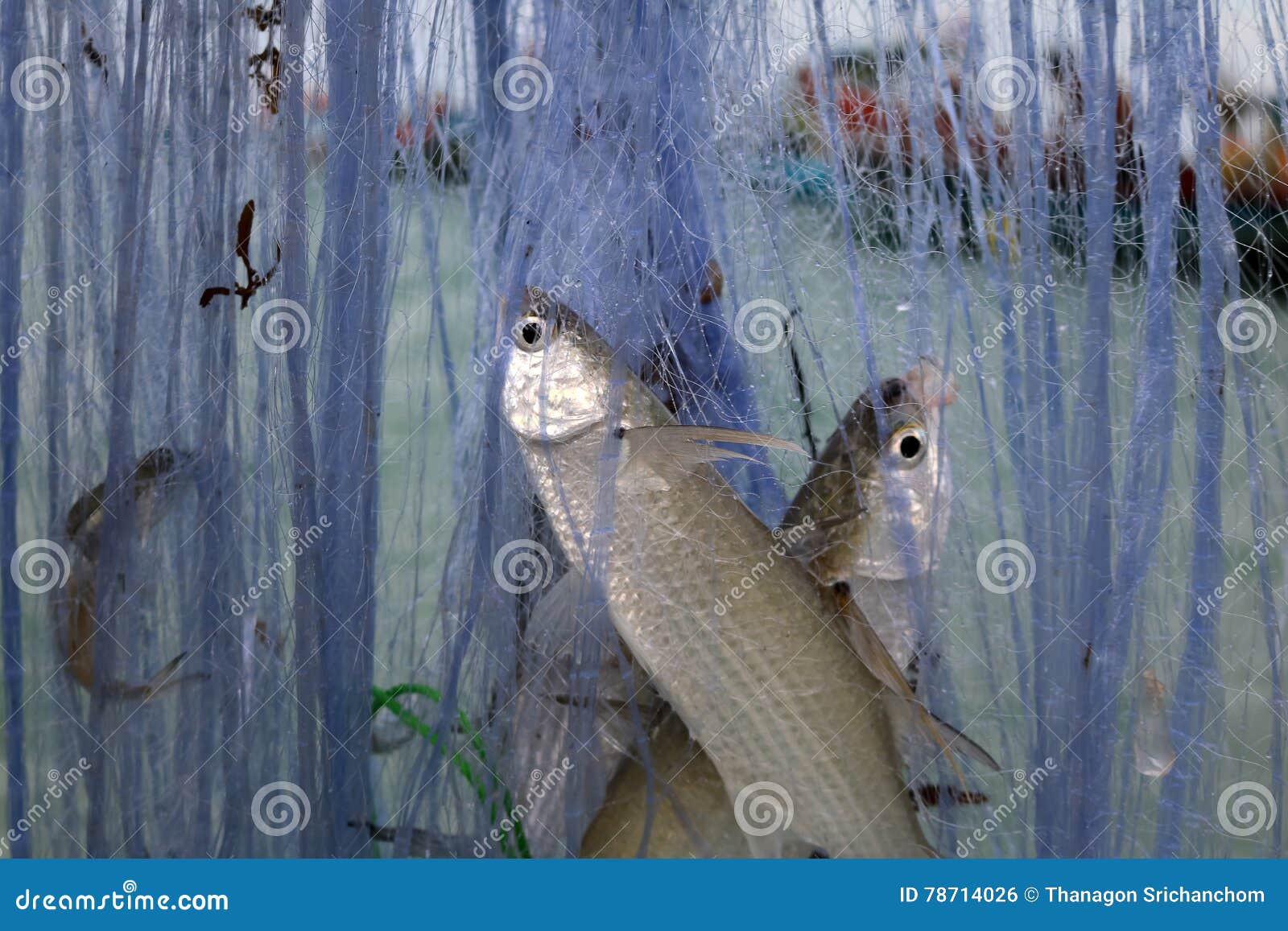 Mullet Fish in the Nets of Fishermen. Stock Photo - Image of fishing ...