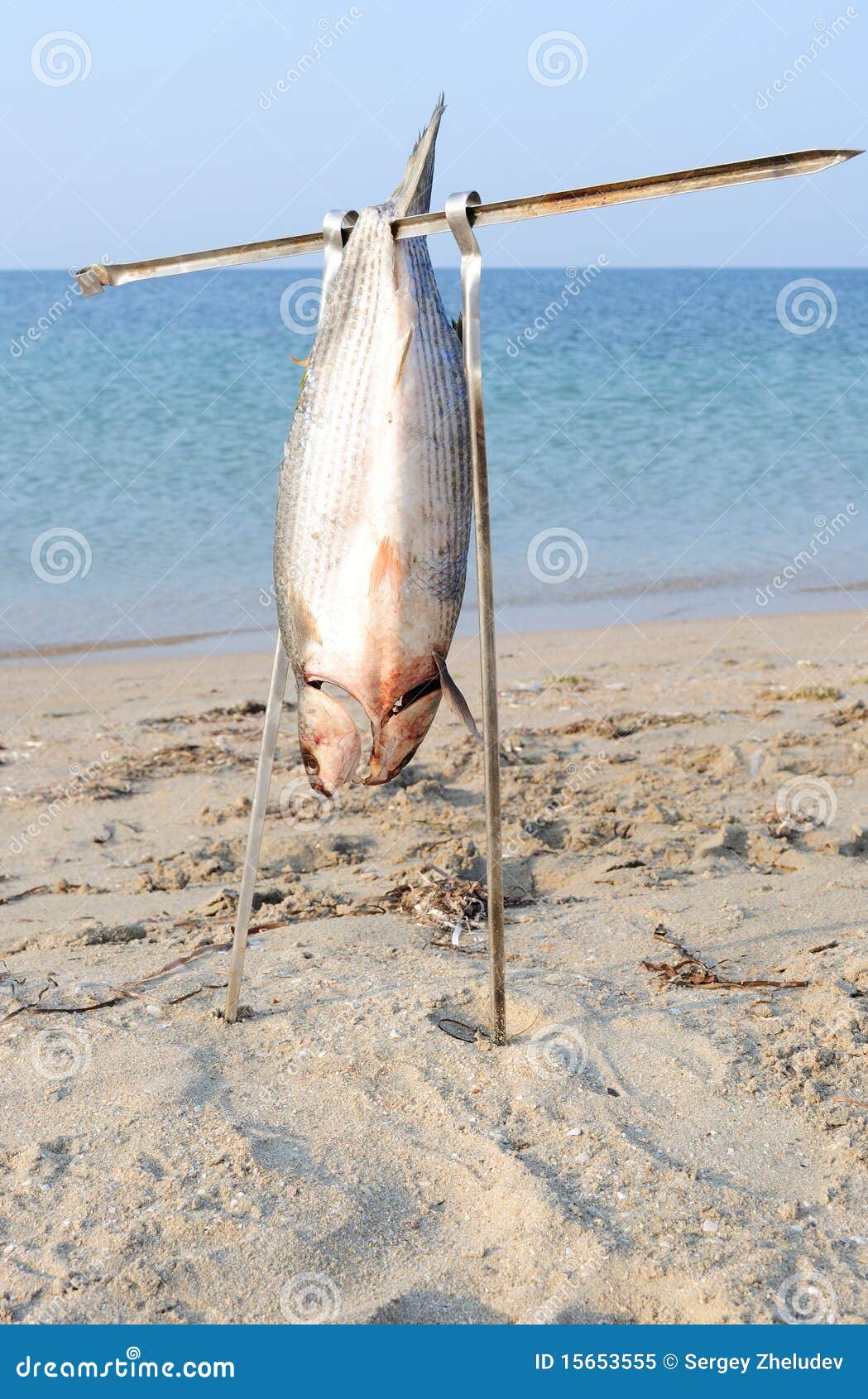 Mullet fish, salted, dried stock image. Image of mullet - 15653555