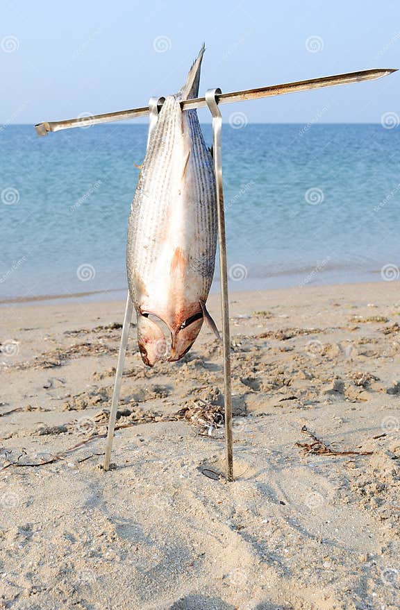 Mullet fish, salted, dried stock image. Image of mullet - 15653555