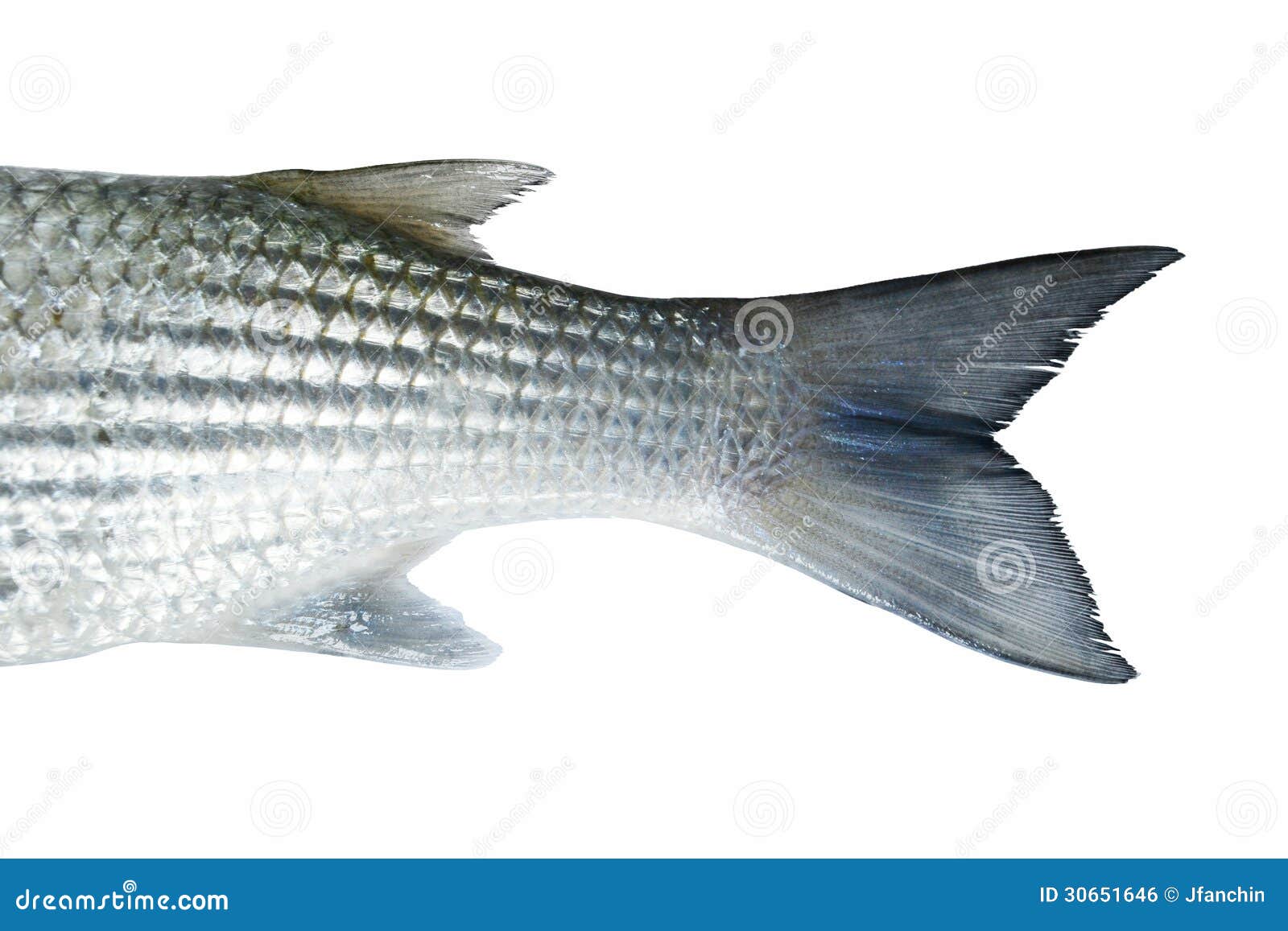 White Mullet