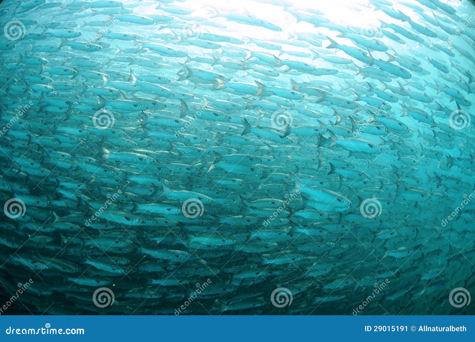 Mullet Fish Swimming in Ocean Stock Image - Image of mugilidae, bait ...