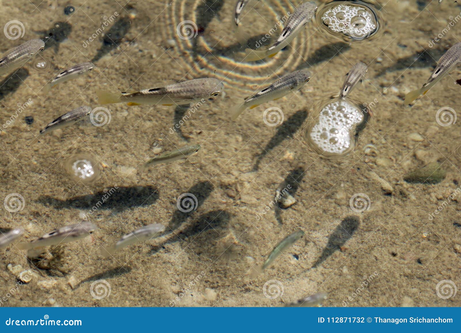 Mullet Fish Under the Sea Surface Movements.Shallow Waters with Stock ...