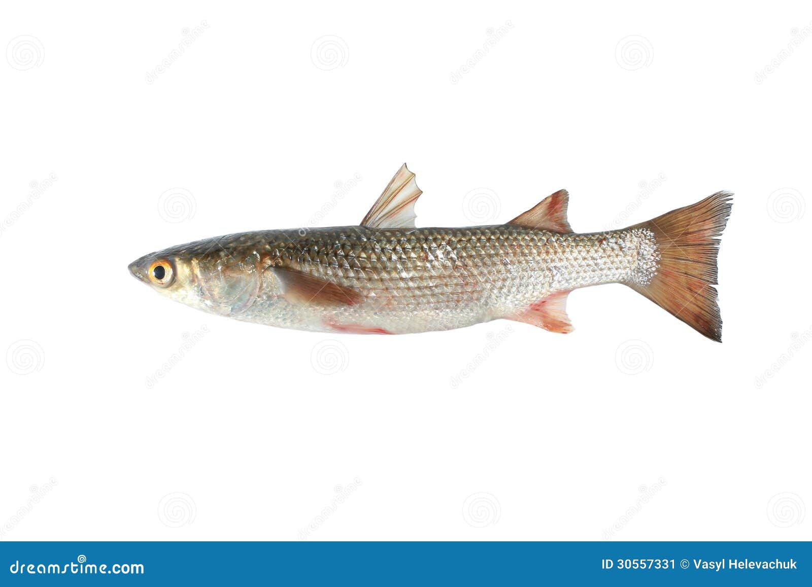 Mullet stock image. Image of fresh, fish, closeup, protein - 30557331