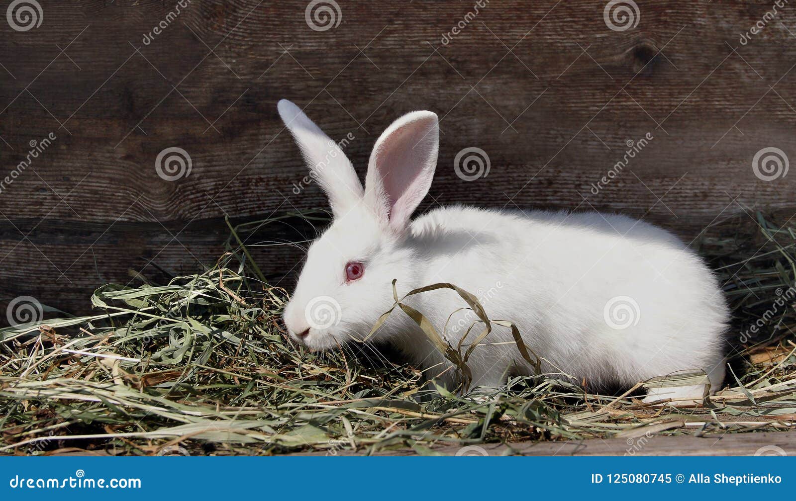 Mullido Blanco Del Conejo Con Los Ojos Rojos Imagen de archivo - Imagen ...
