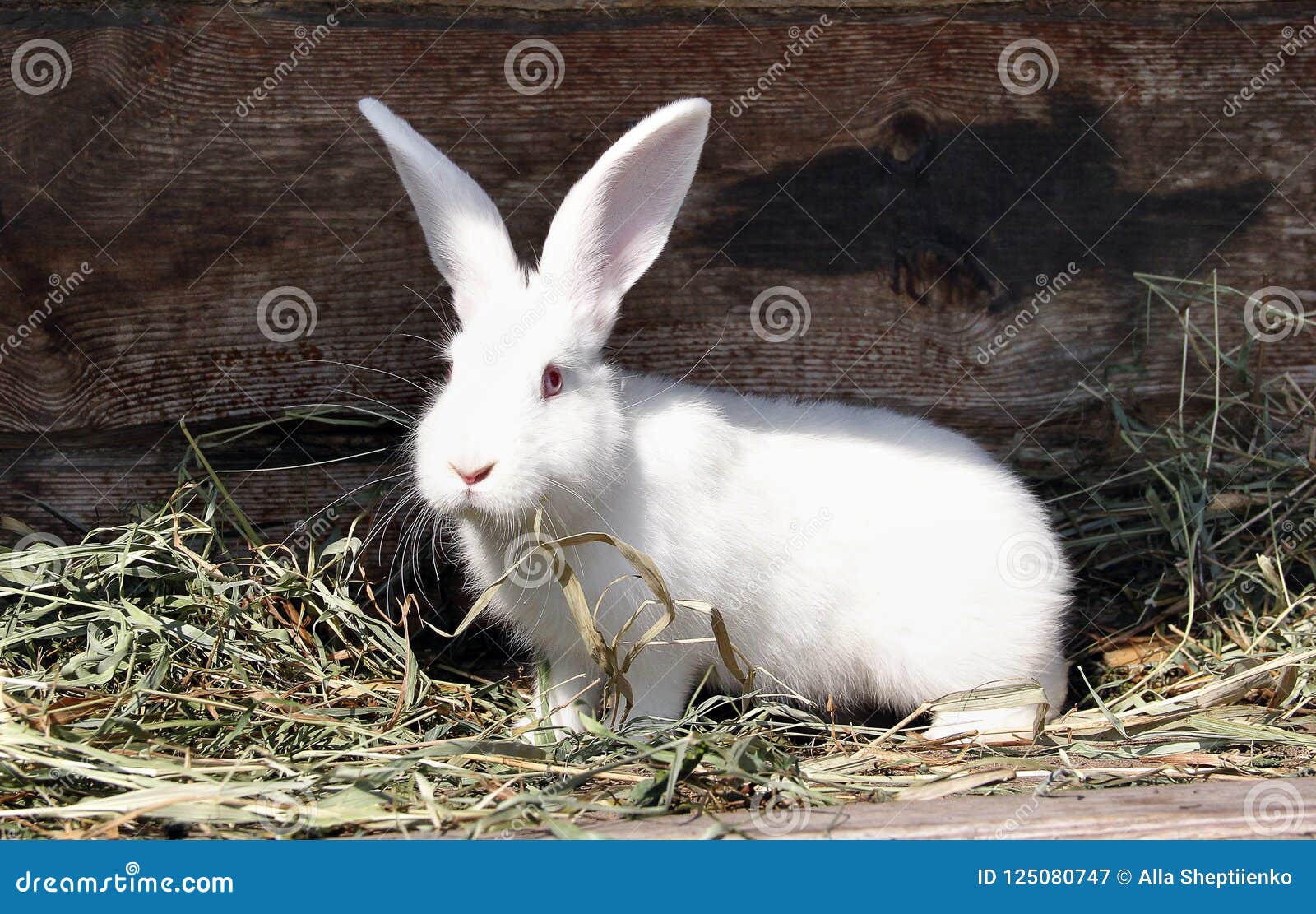 Mullido Blanco Del Conejo Con Los Ojos Rojos Imagen de archivo - Imagen ...