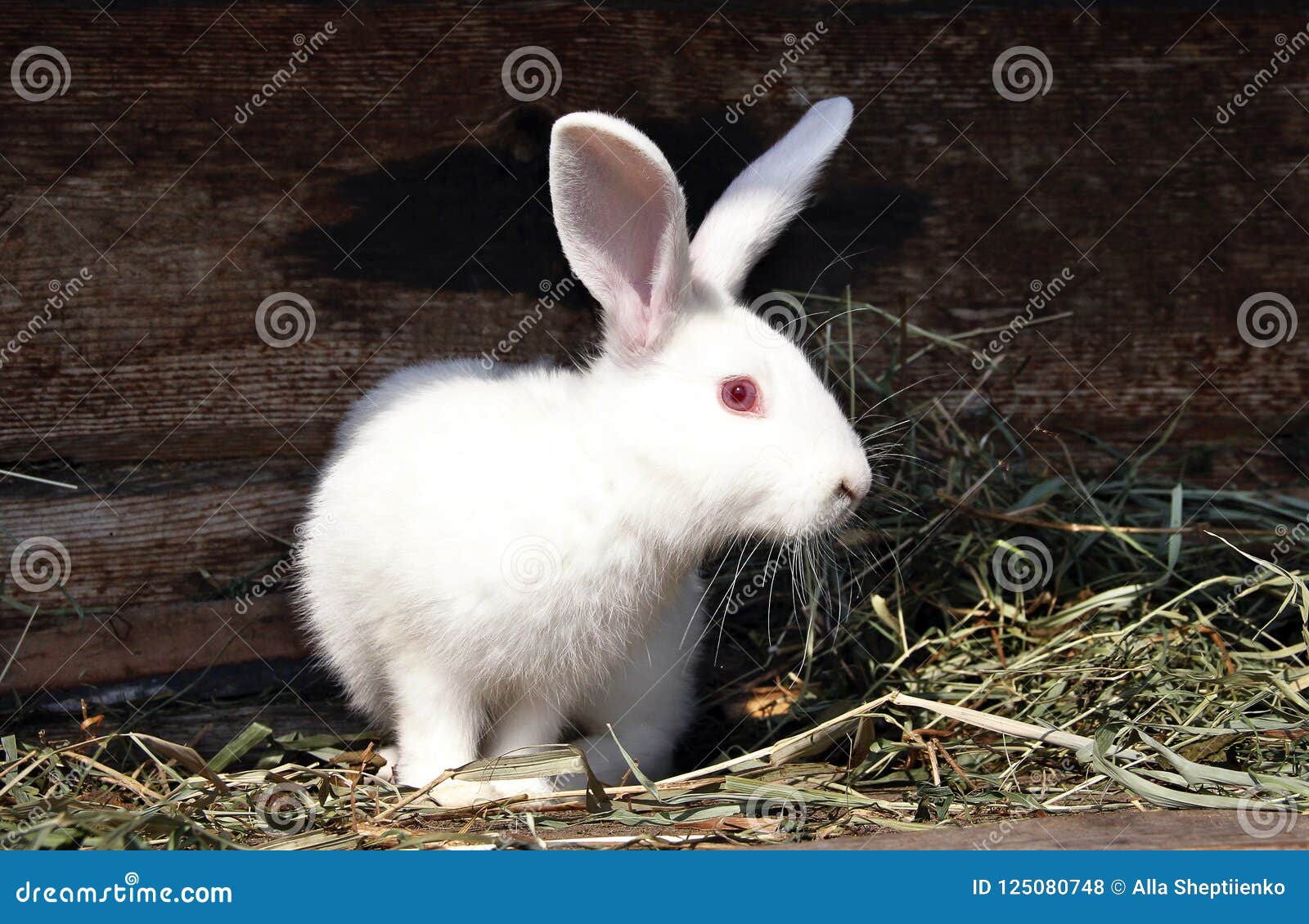 Mullido Blanco Del Conejo Con Los Ojos Rojos Foto de archivo - Imagen ...